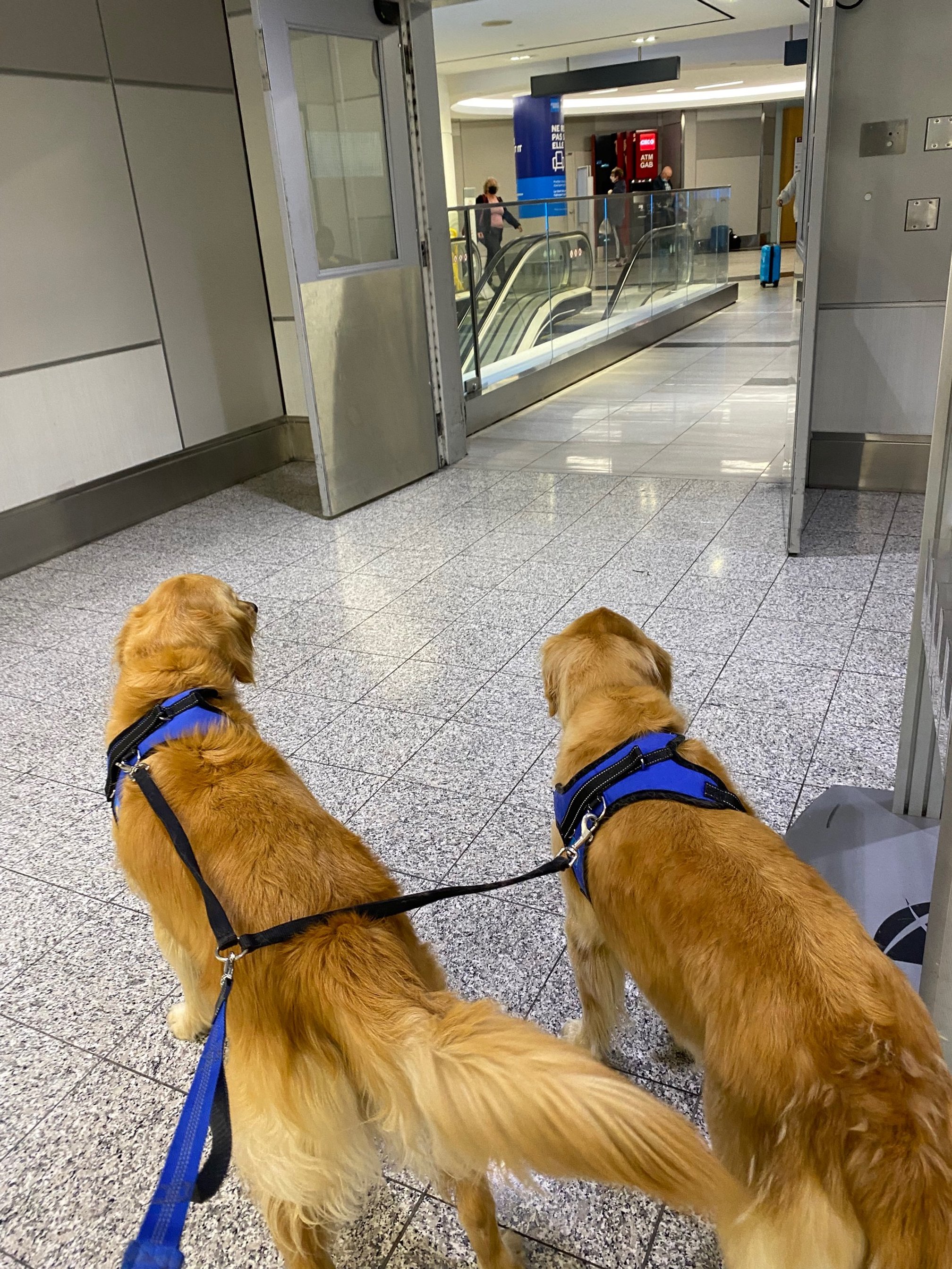 Contact 1 — Sunshine Therapy Dogs