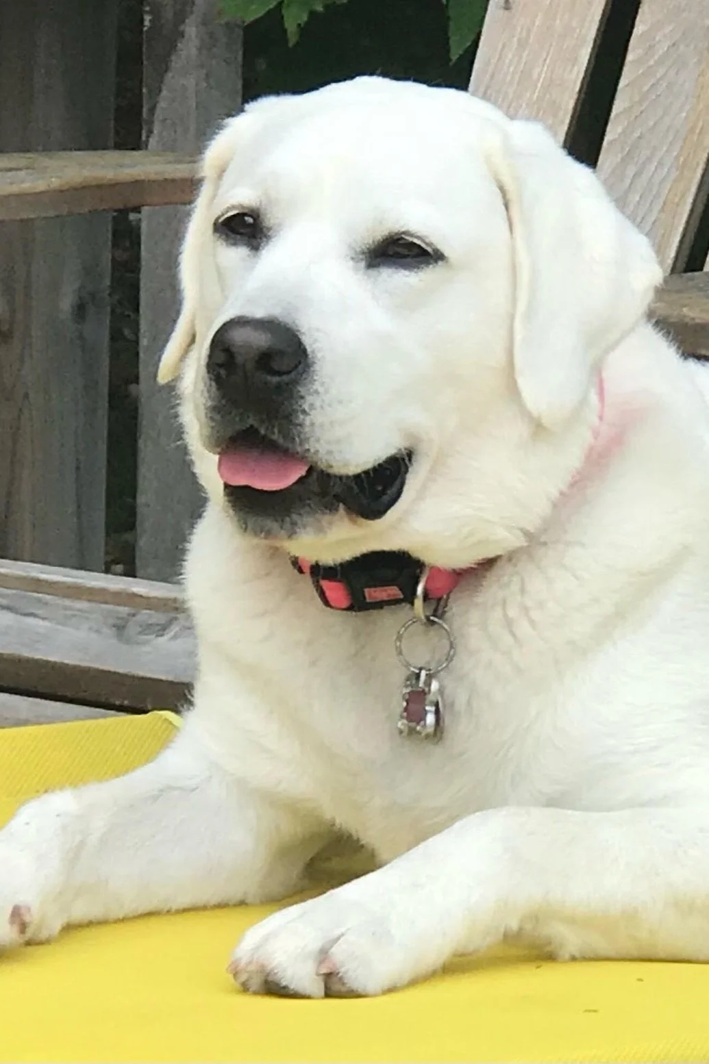 General 6 — Sunshine Therapy Dogs