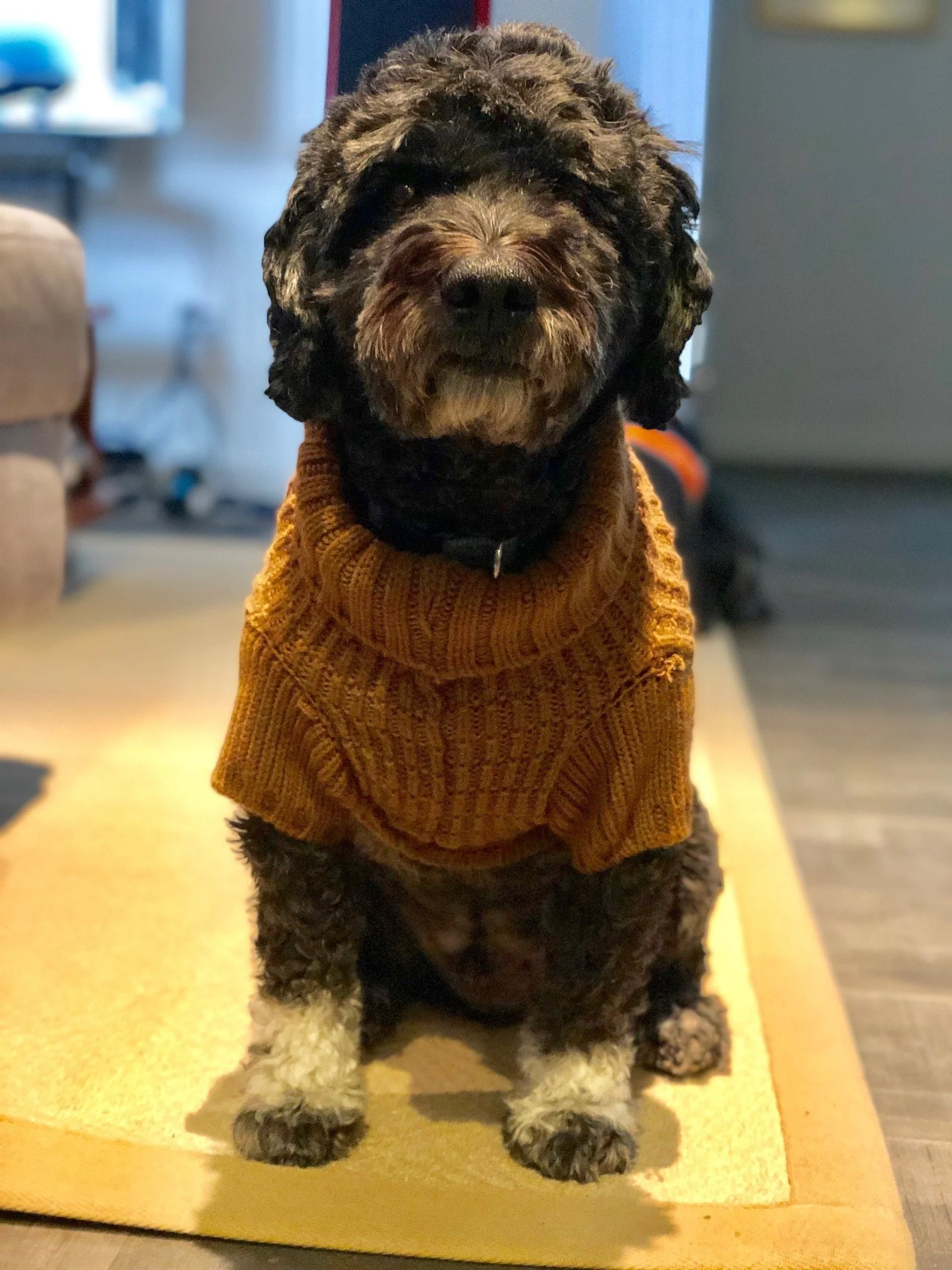 General 6 — Sunshine Therapy Dogs