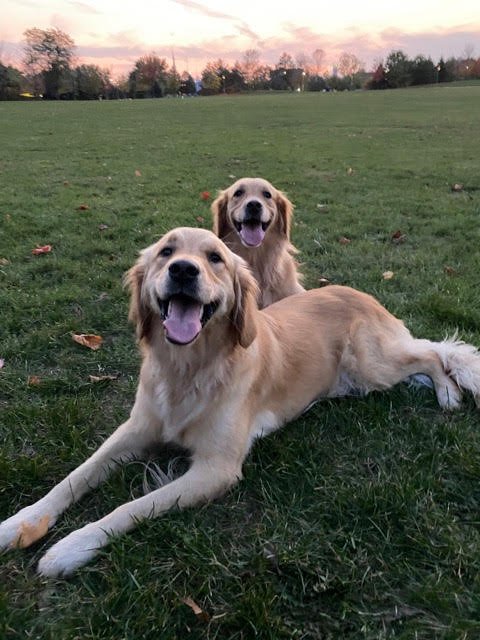 General 3 — Sunshine Therapy Dogs