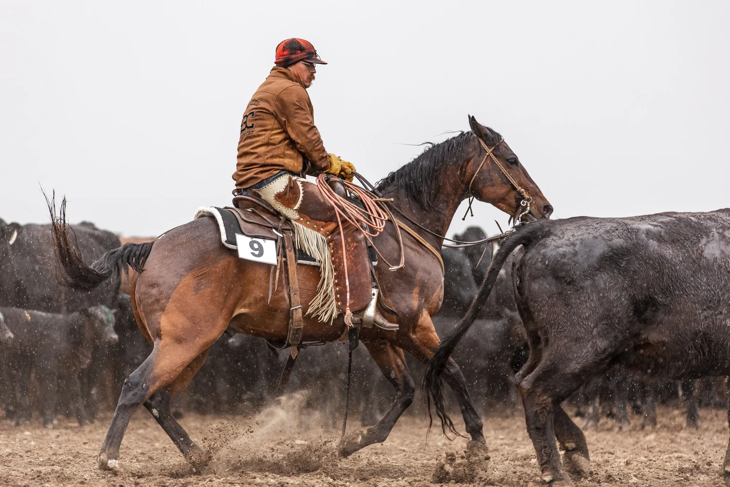 Pitchfork Horse Sale — The Pitchfork Ranch