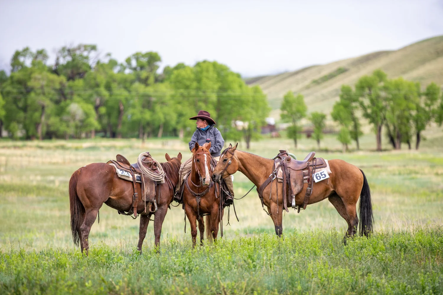 Pitchfork Horse Sale — The Pitchfork Ranch