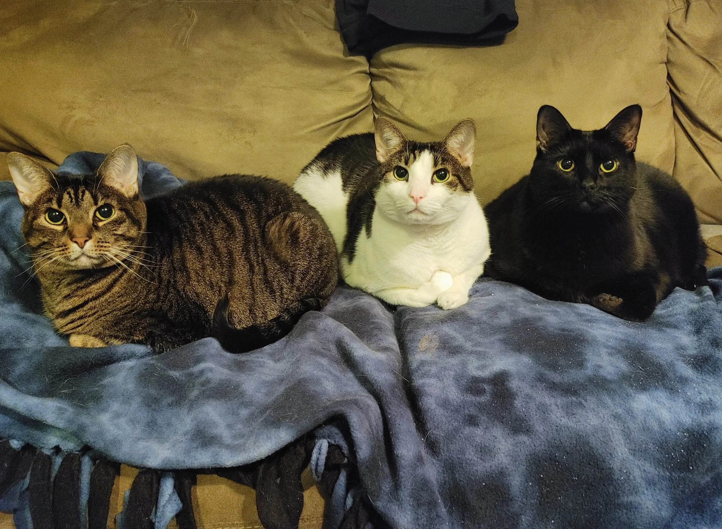 About — Rock Cats Rescue Inc