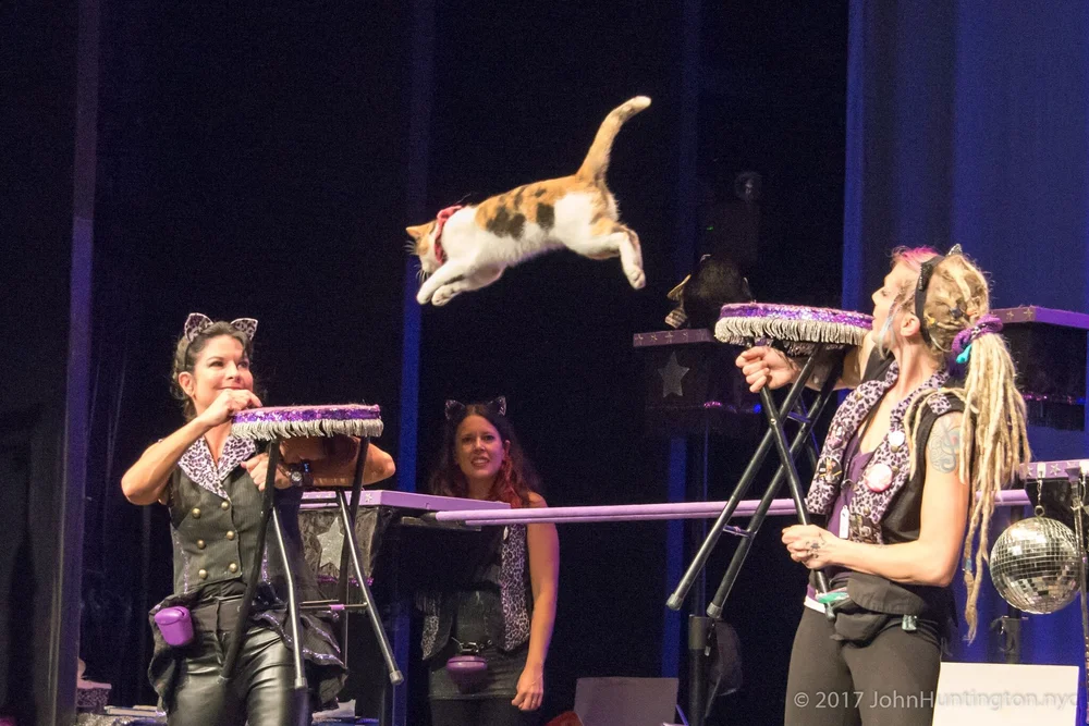 Event Schedule — Rock Cats Rescue Inc