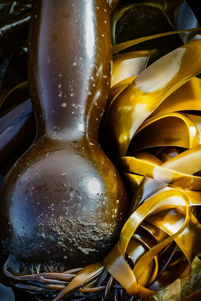 Mermaid's Bladder — Alan Sanders | Photographer