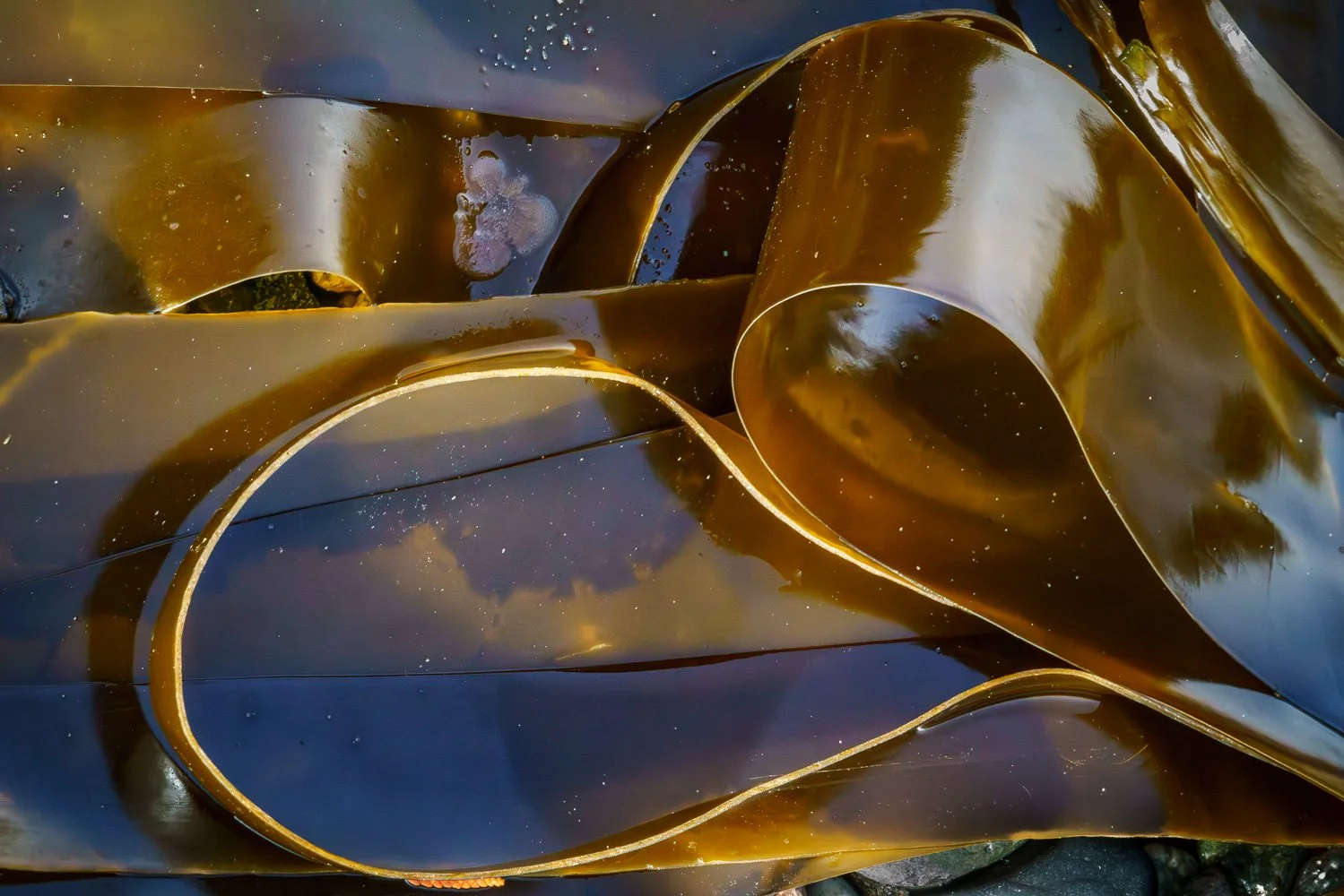 Mermaid's Bladder — Alan Sanders | Photographer
