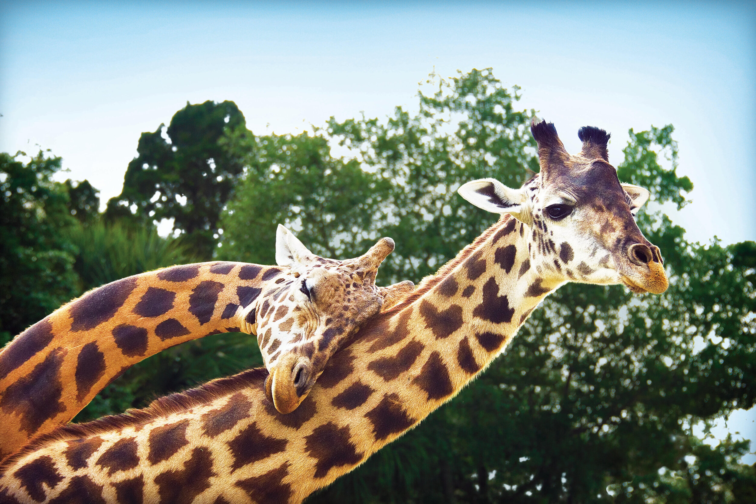 Art Gallery — Glencoe Mansion Museum & Gallery