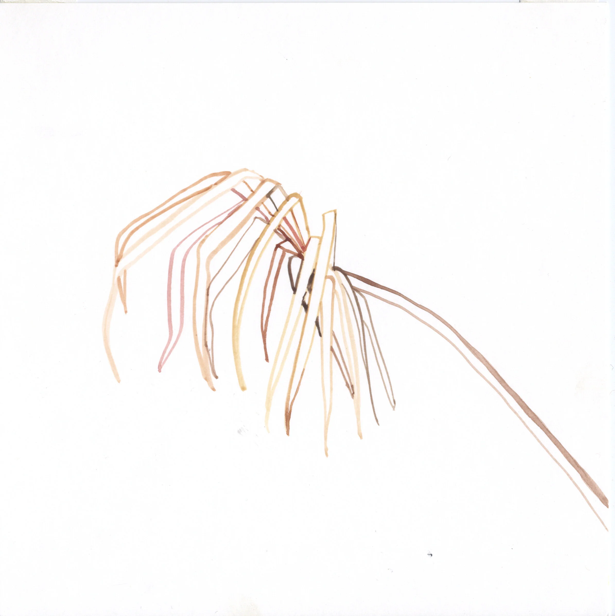 Palm (drawings) — Amelia Carley's Studio