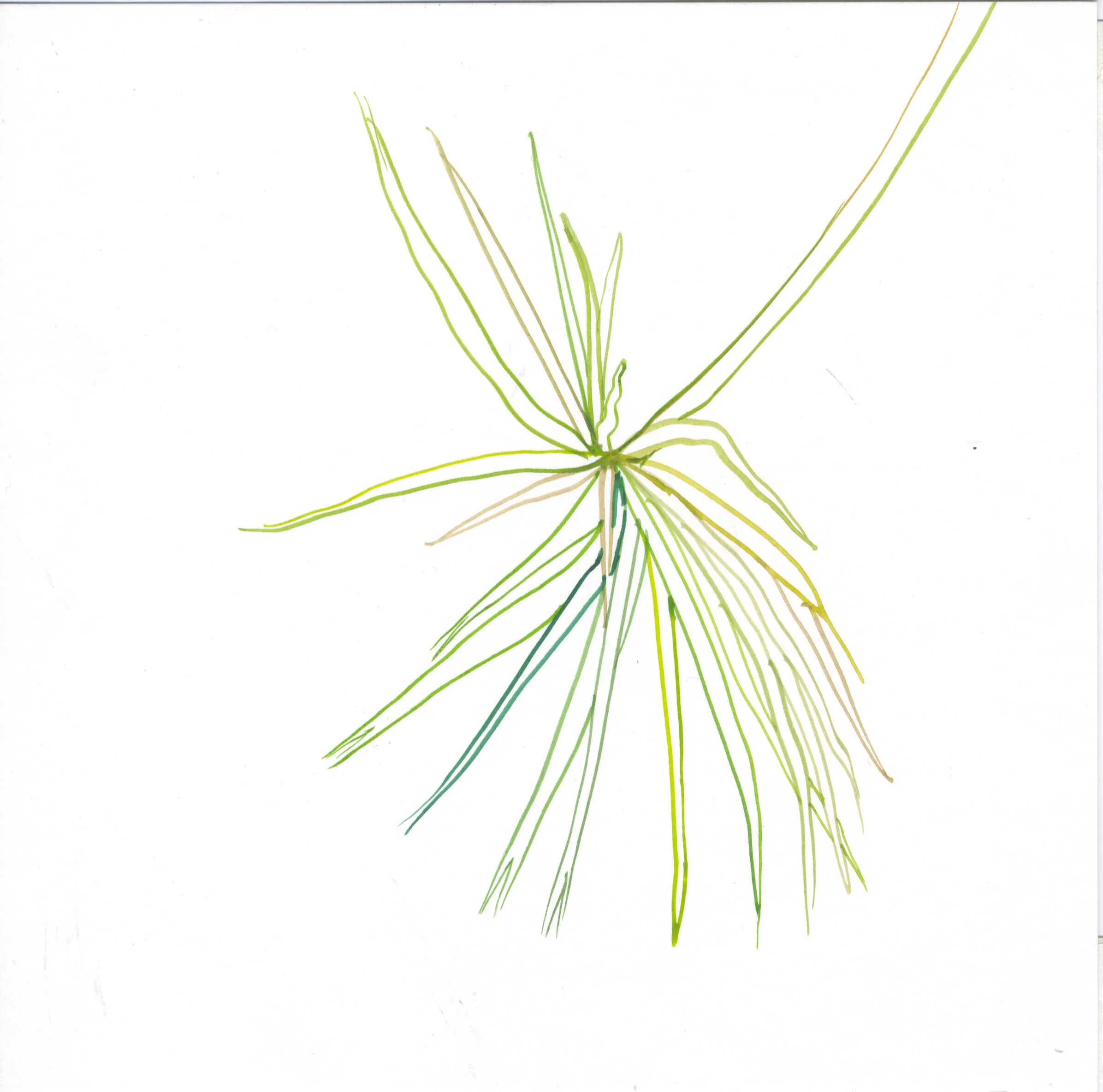 Palm (drawings) — Amelia Carley's Studio