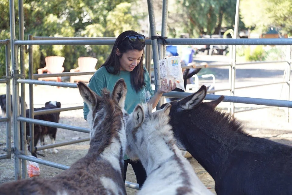 Visit Us! — Hidden B Ranch Donkey Rescue Inc.