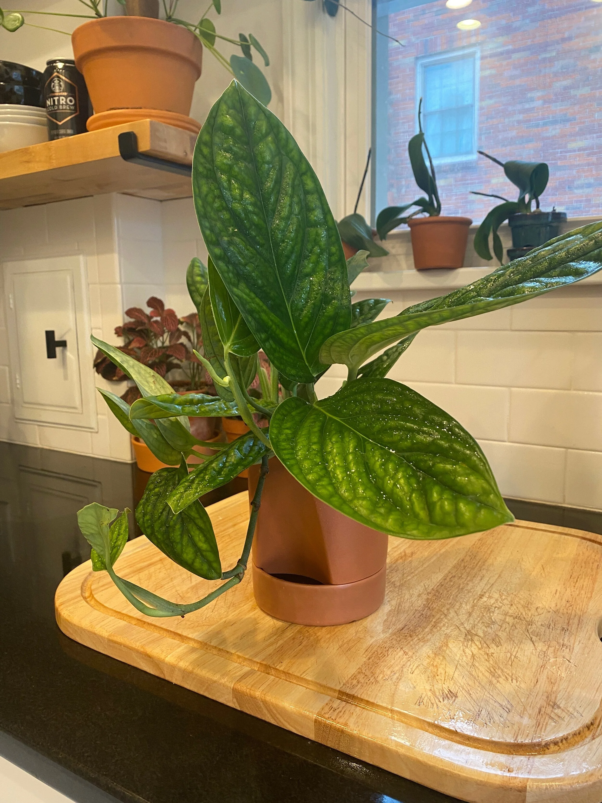 Monstera — The Midwestern Jungle.