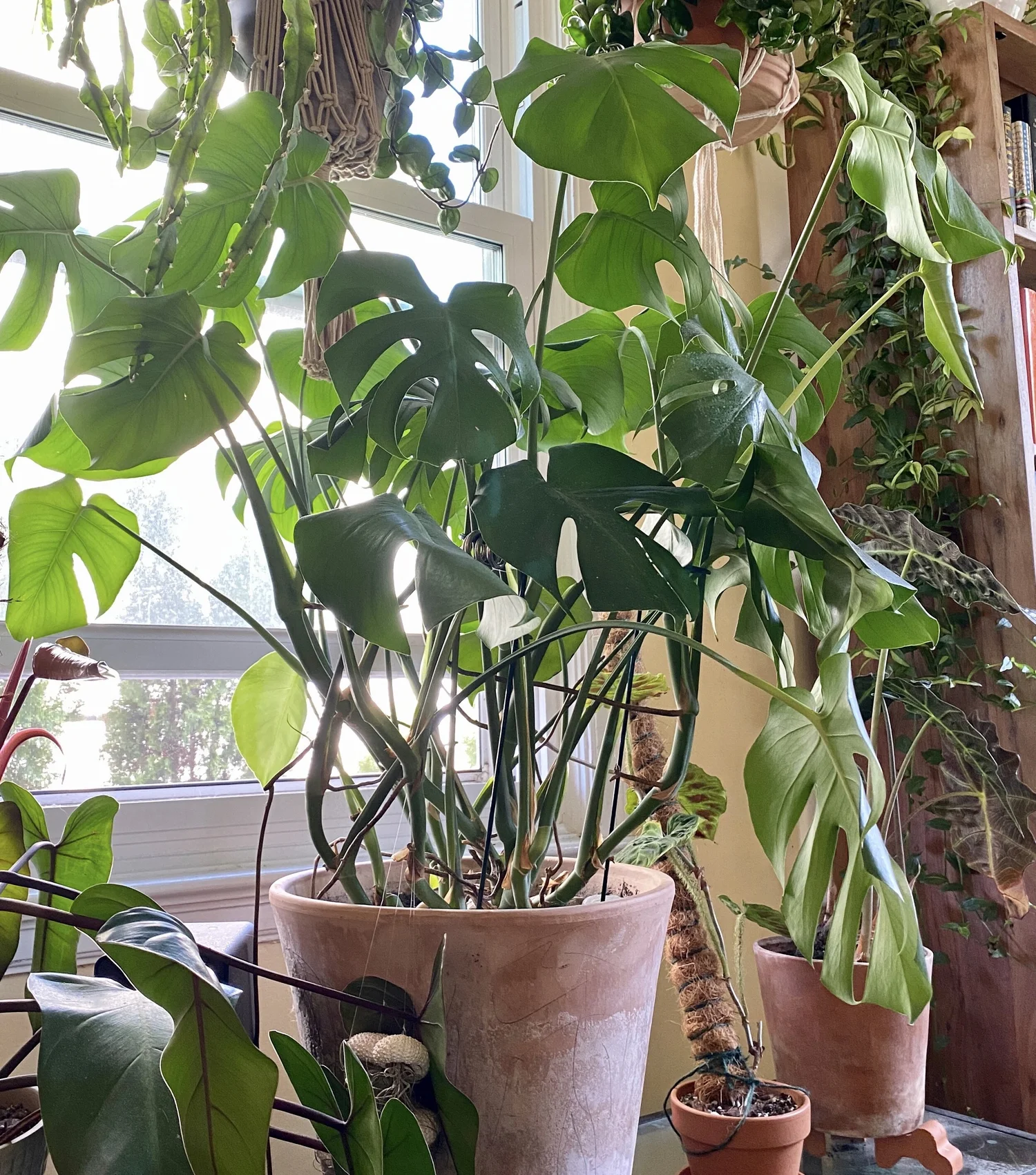 Monstera — The Midwestern Jungle.