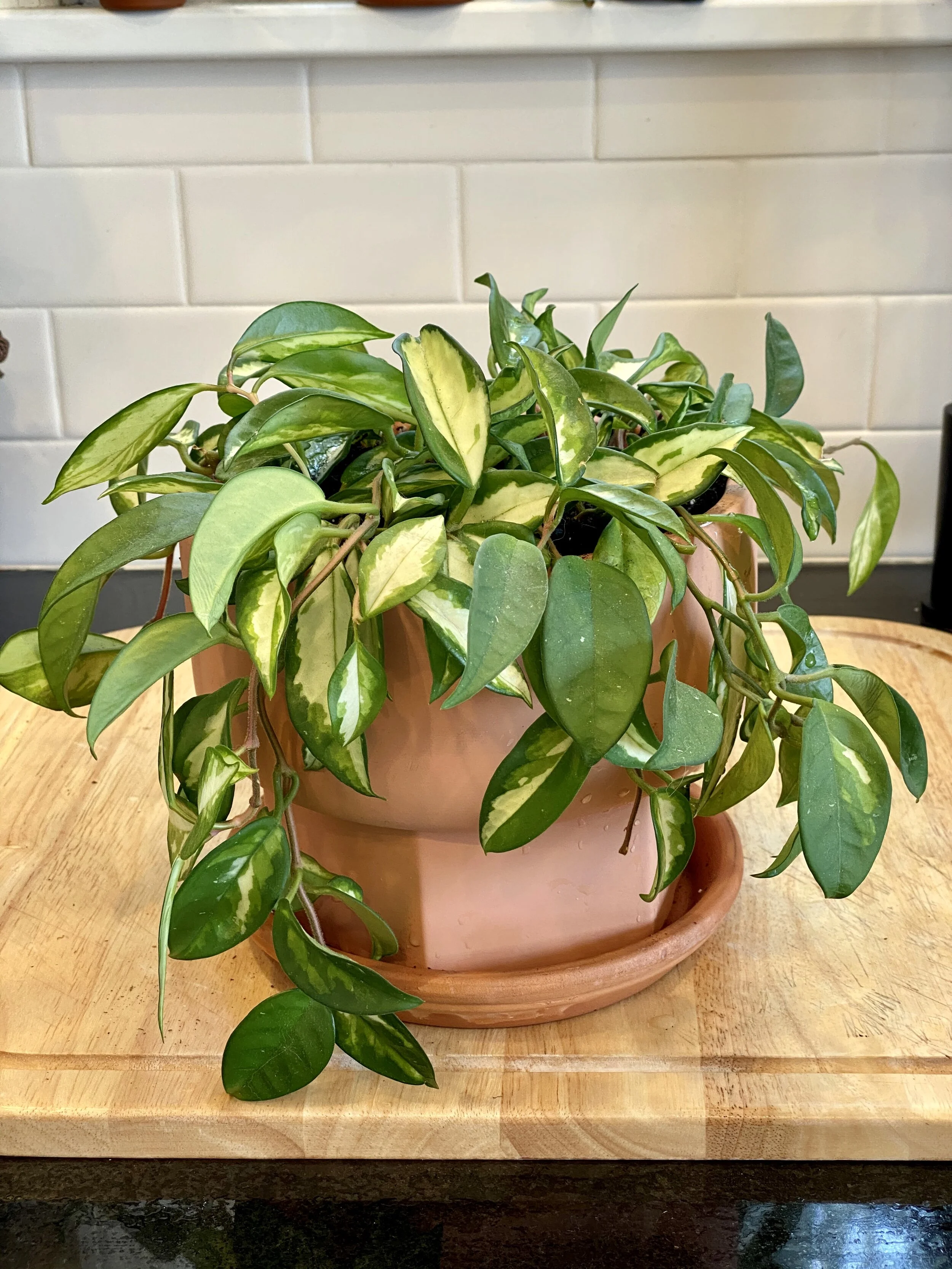 Hoya — The Midwestern Jungle.