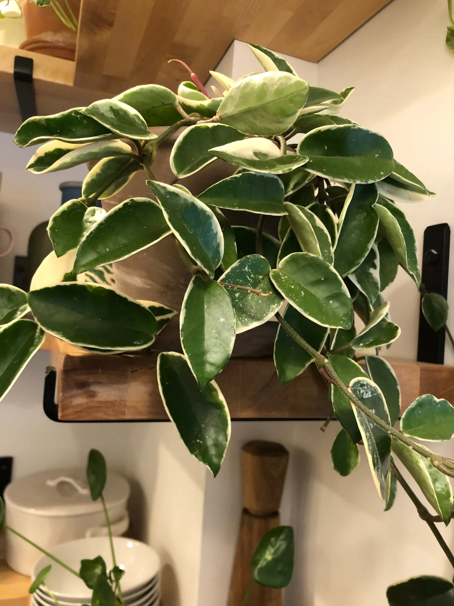Hoya — The Midwestern Jungle.