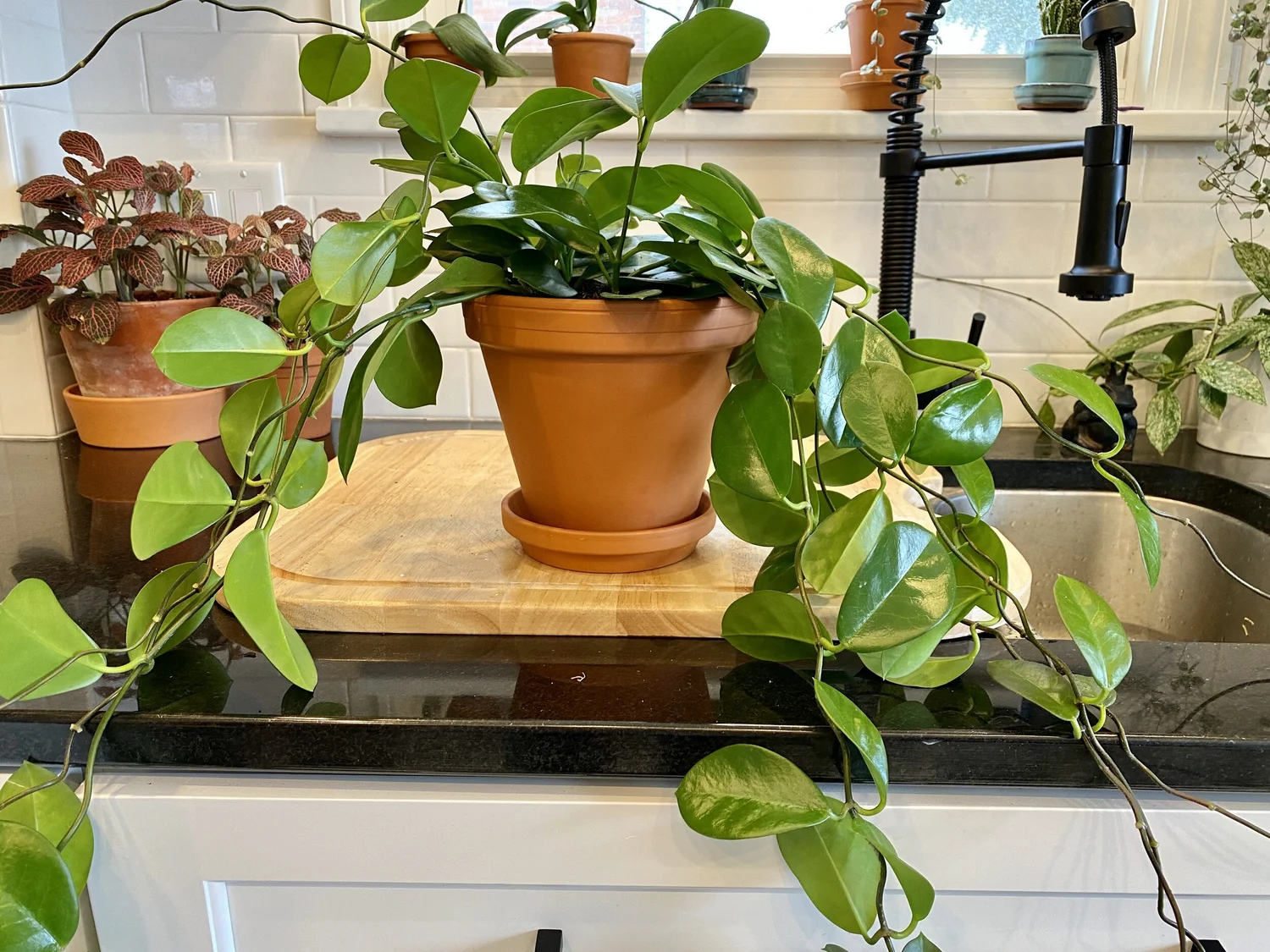 Hoya — The Midwestern Jungle.