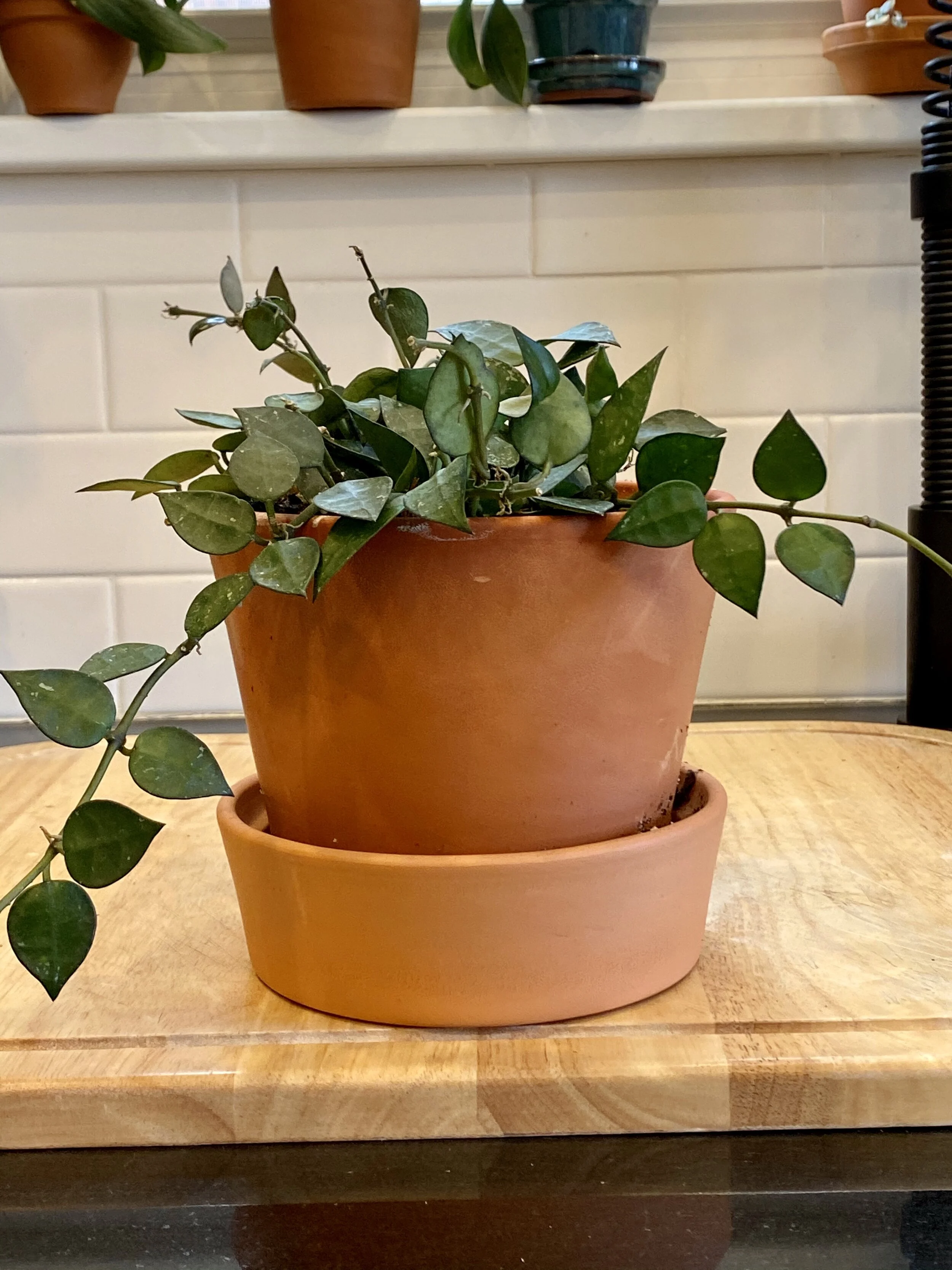 Hoya — The Midwestern Jungle.