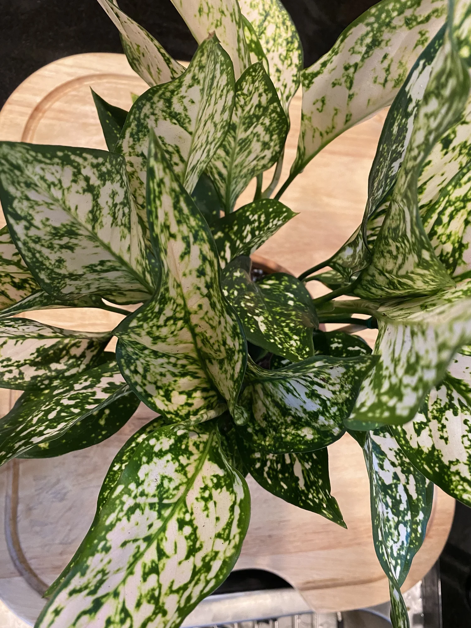 Aglaonema — The Midwestern Jungle.