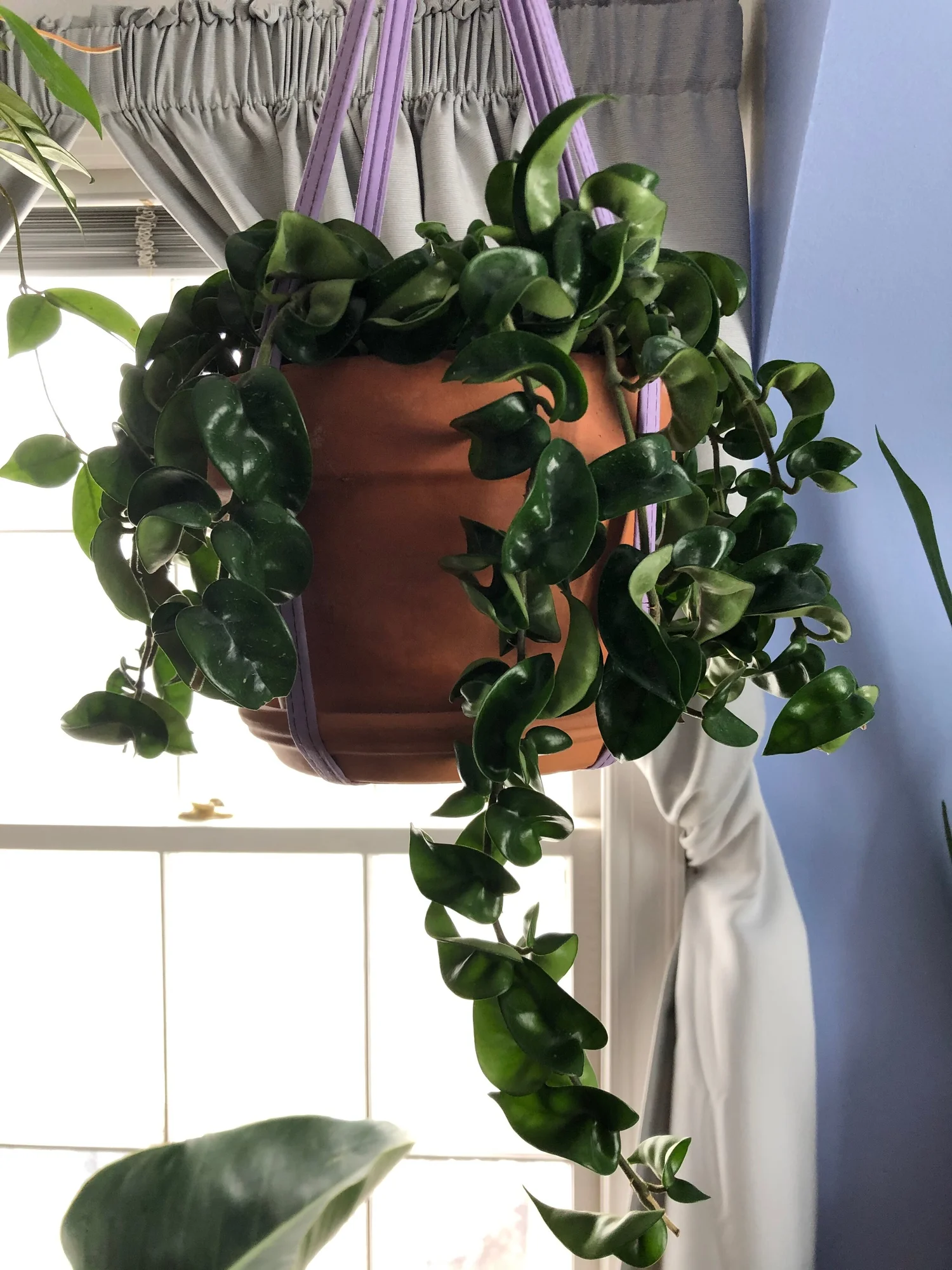 pots — The Midwestern Jungle.