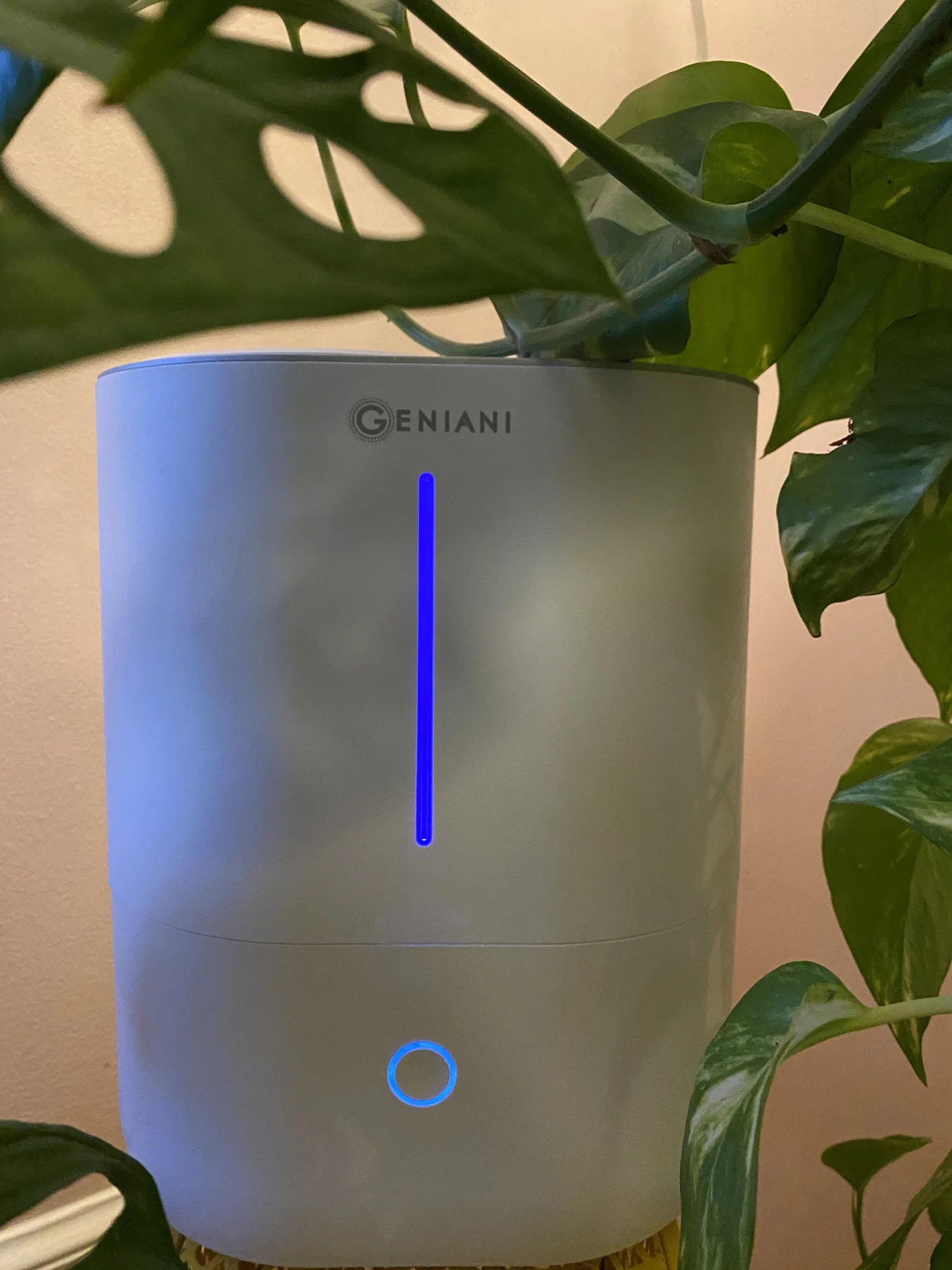 Humidifiers — The Midwestern Jungle.