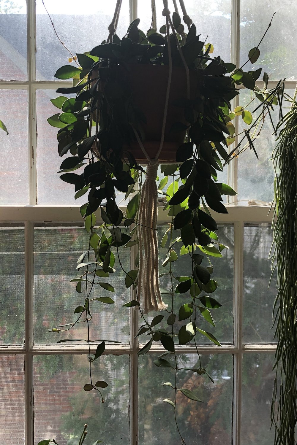 Hoya — The Midwestern Jungle.