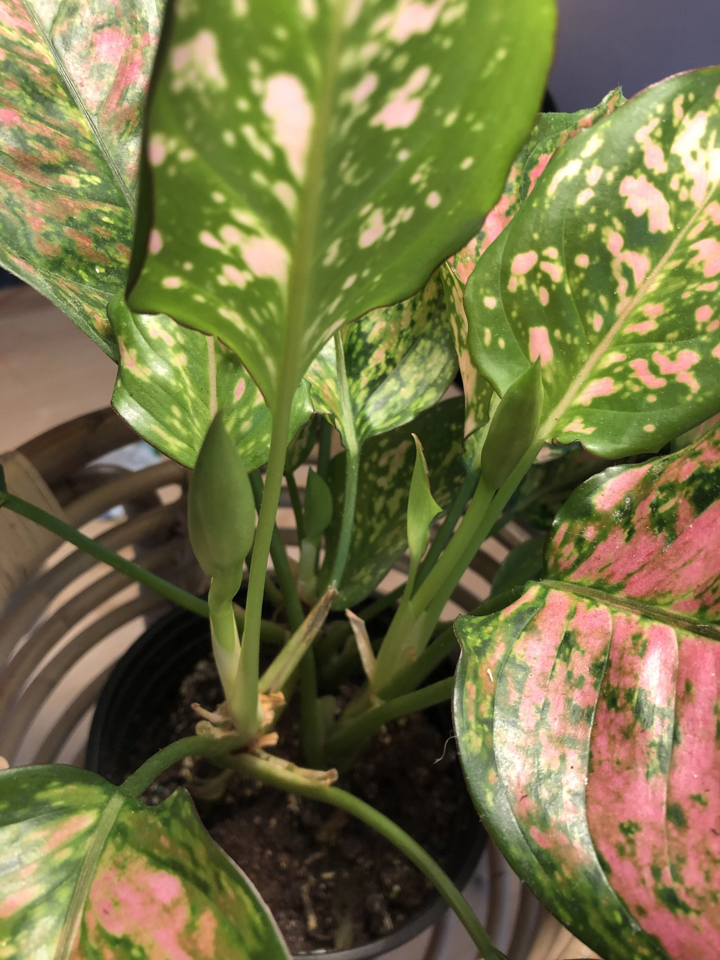 Aglaonema — The Midwestern Jungle.