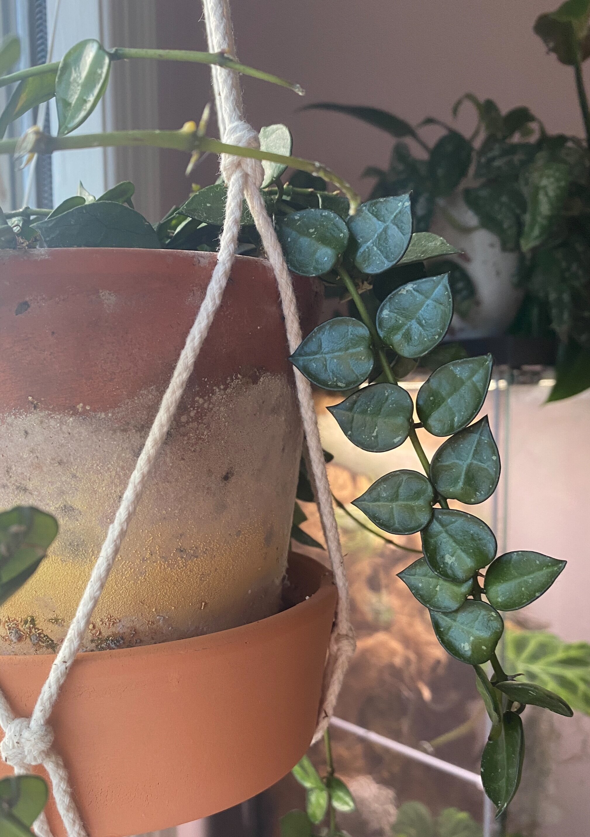 In Bloom How To Care For Hoya Krohniana The Midwestern Jungle 