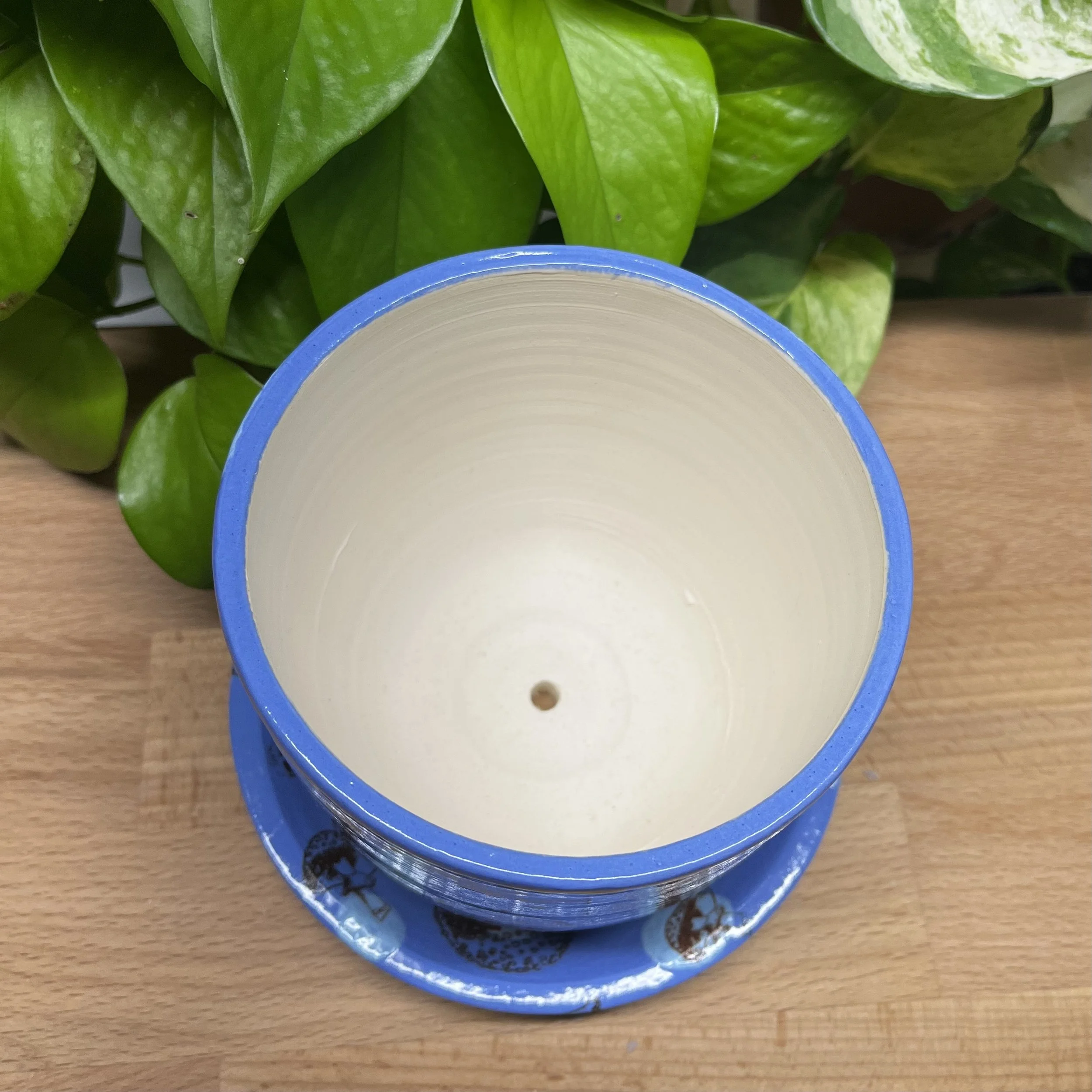 Midwestern Jungle Store! — The Midwestern Jungle.