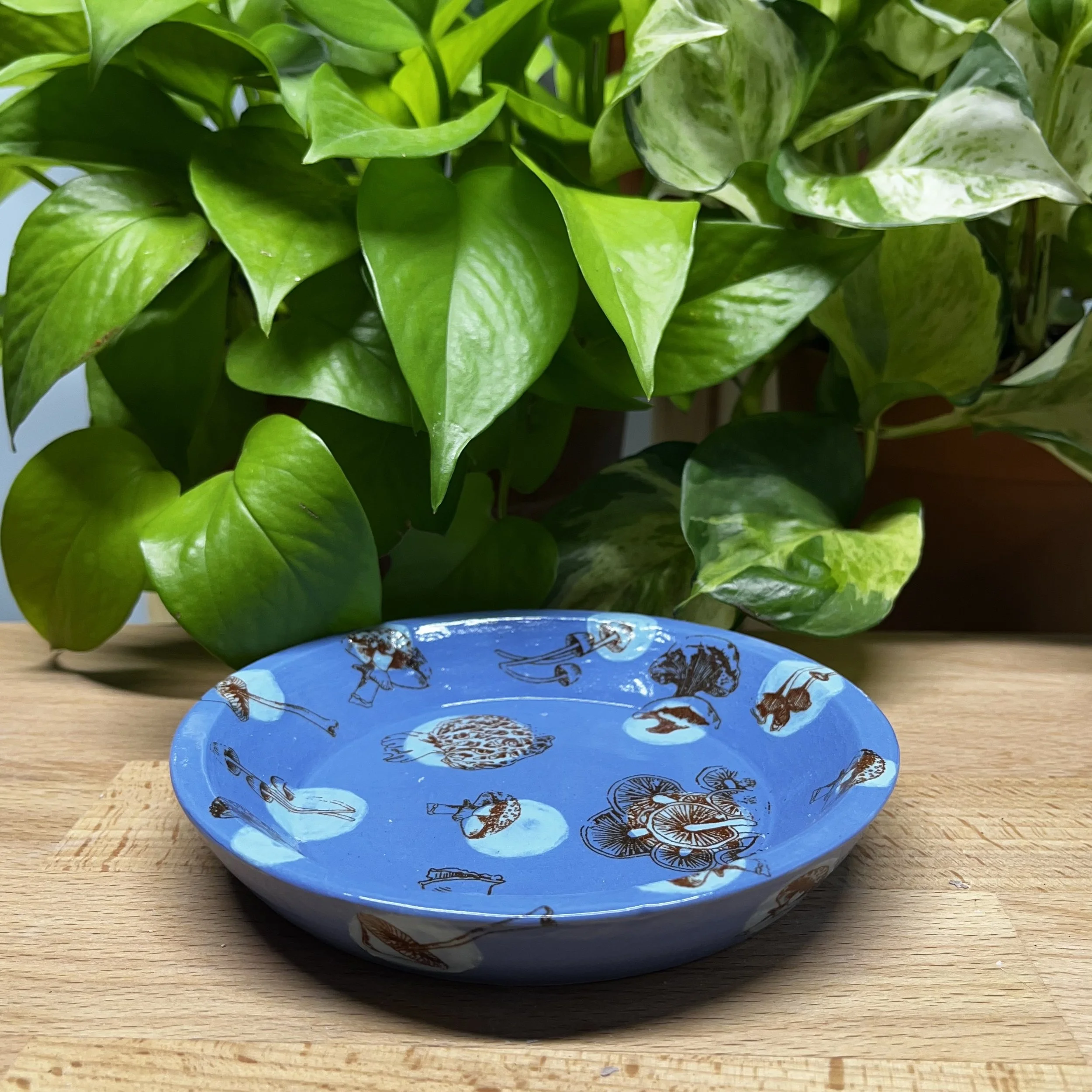 Midwestern Jungle Store! — The Midwestern Jungle.