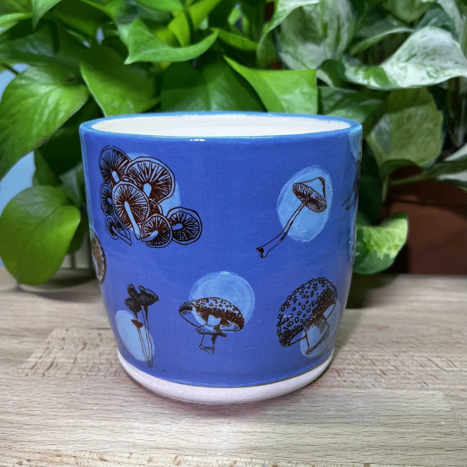 Midwestern Jungle Store! — The Midwestern Jungle.