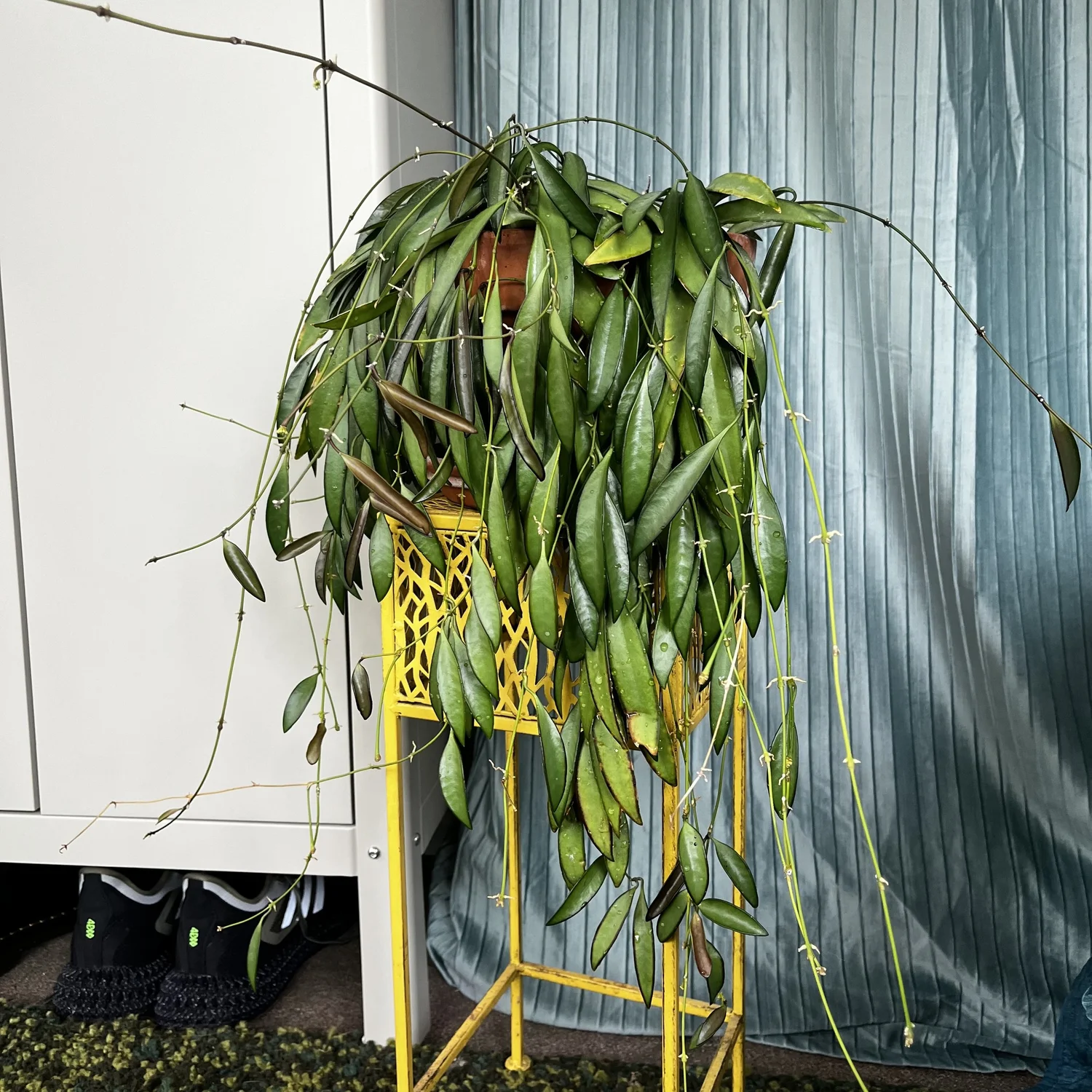 Midwestern Jungle Store! — The Midwestern Jungle.