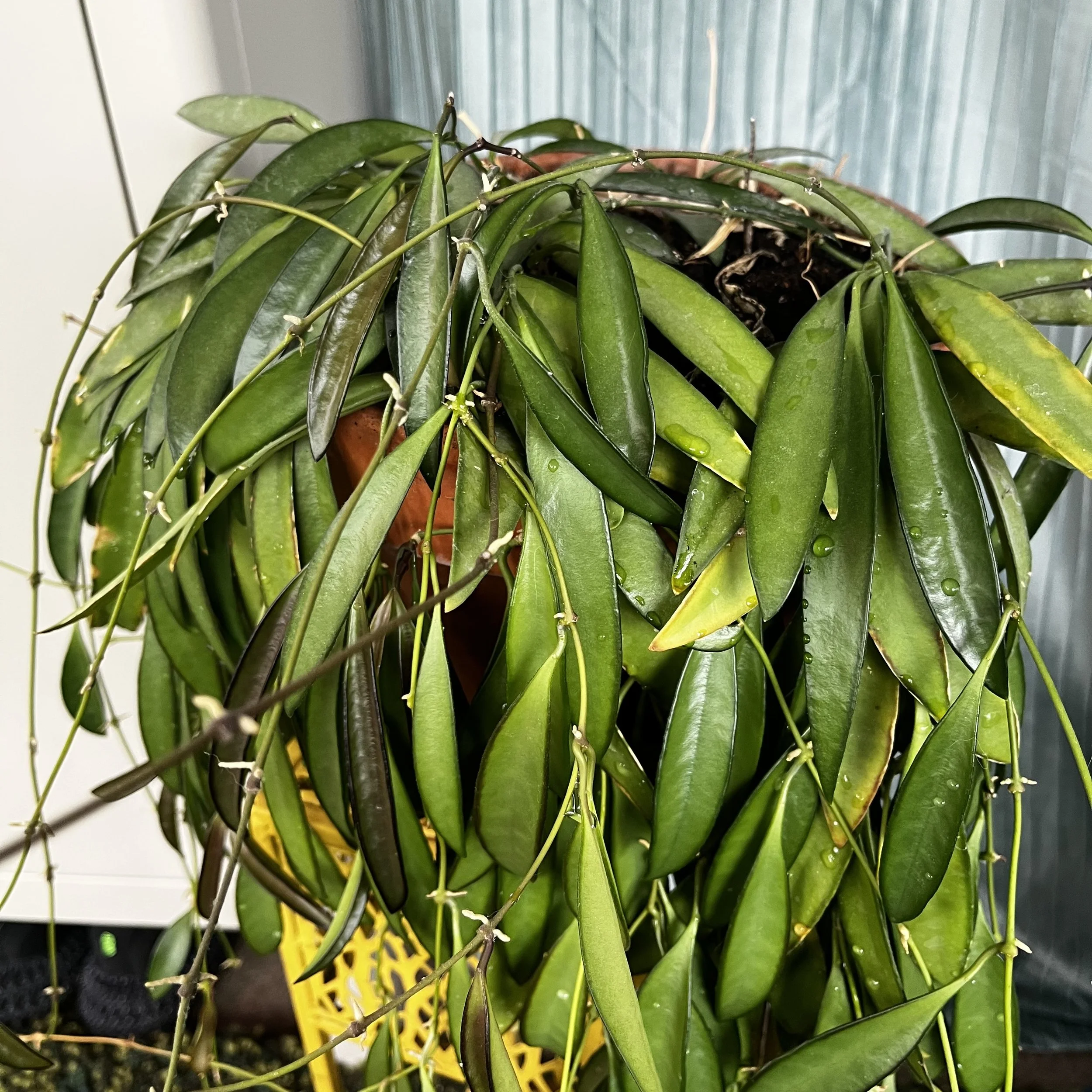 Midwestern Jungle Store! — The Midwestern Jungle.