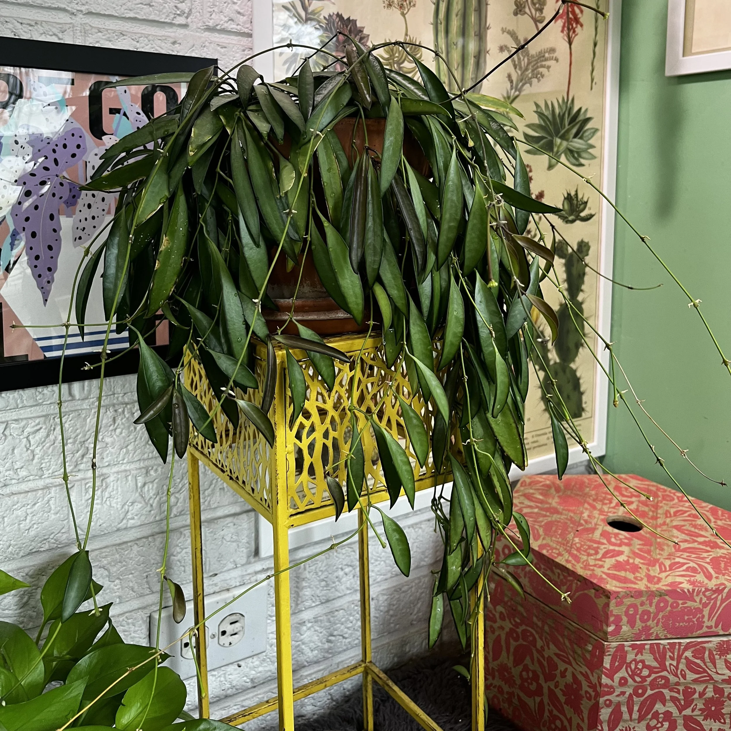 Midwestern Jungle Store! — The Midwestern Jungle.