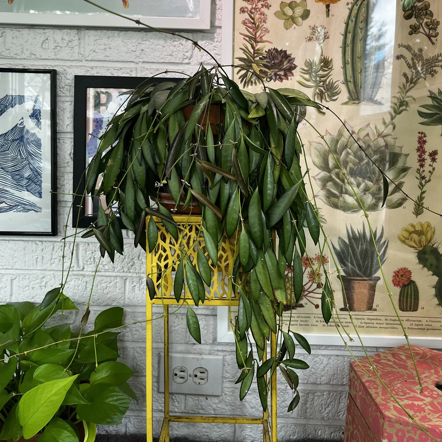 Midwestern Jungle Store! — The Midwestern Jungle.