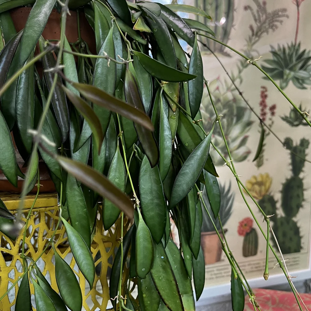 Midwestern Jungle Store! — The Midwestern Jungle.