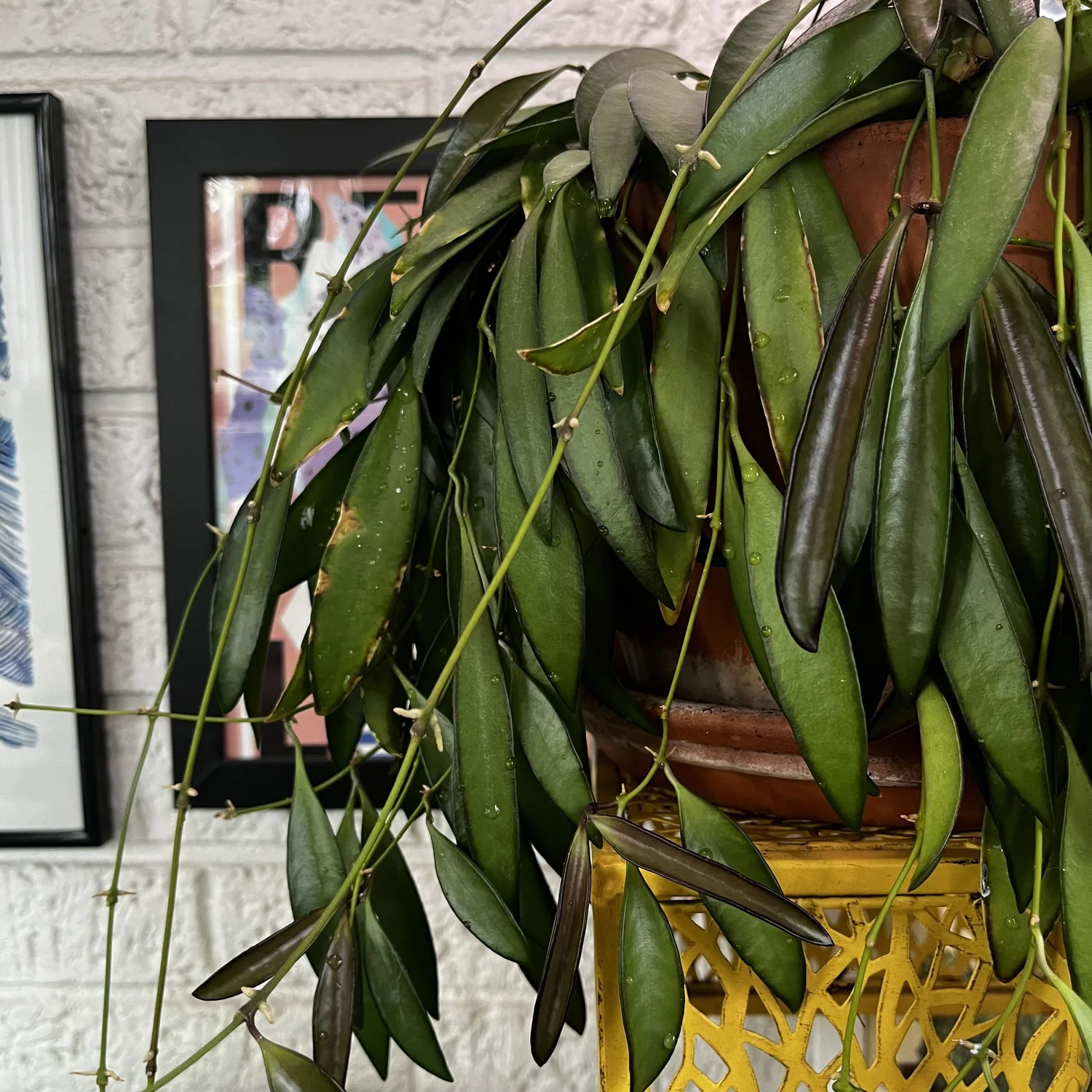 Midwestern Jungle Store! — The Midwestern Jungle.