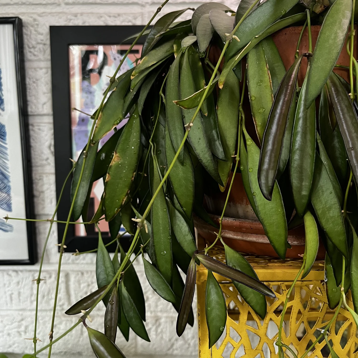 Midwestern Jungle Store! — The Midwestern Jungle.