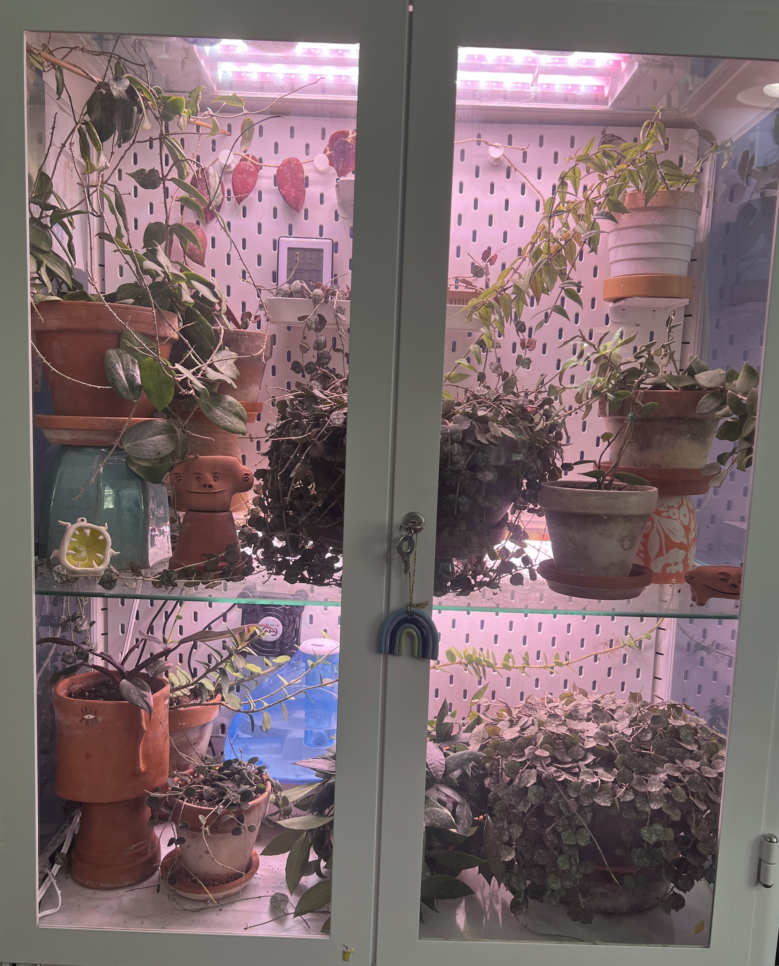 In this blog, I discuss how I care for my Hoya caudata 'Sumatra ...