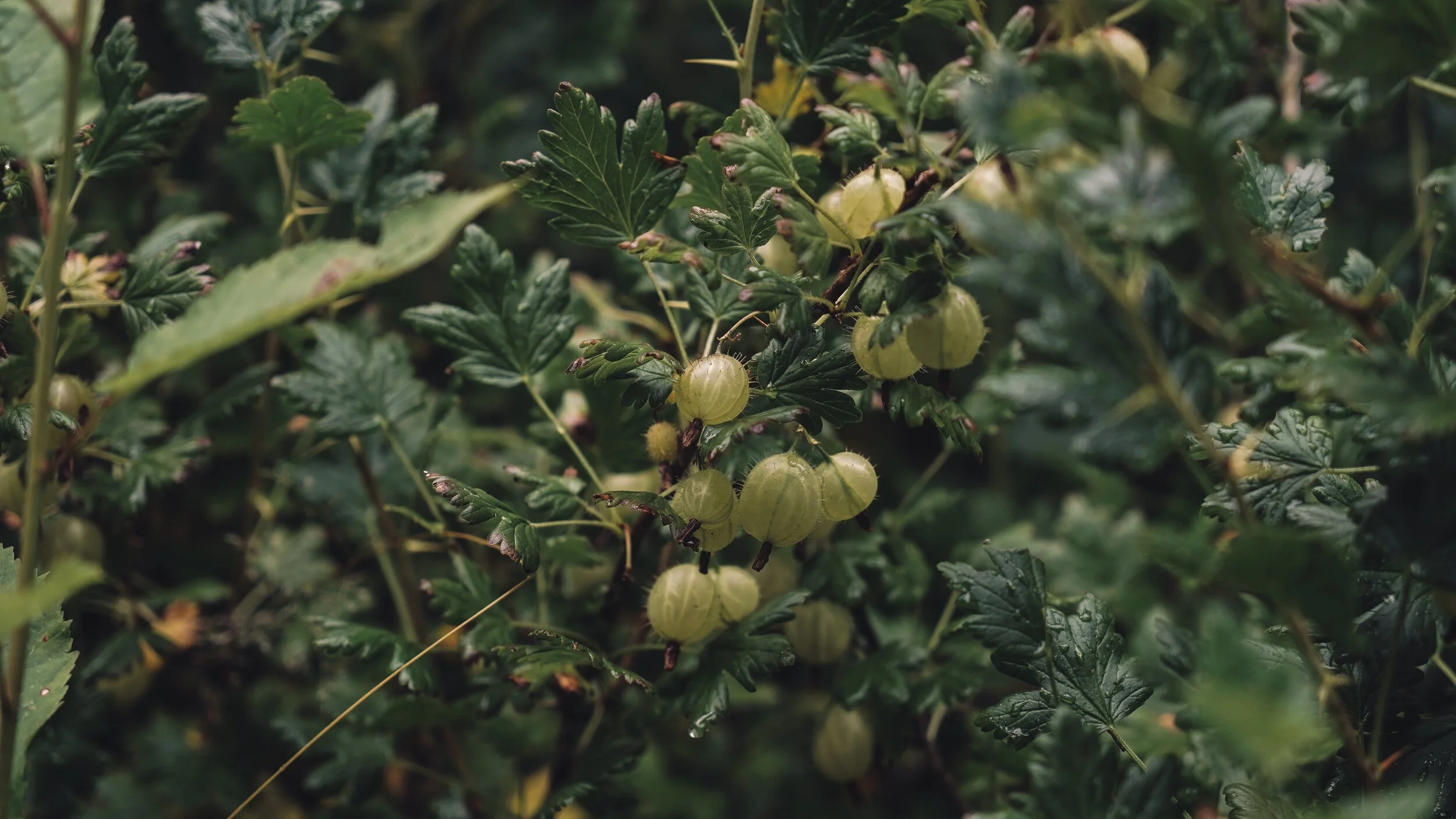 Summer in Sweden: Where the Wild Berries Grow — Whetstone Magazine