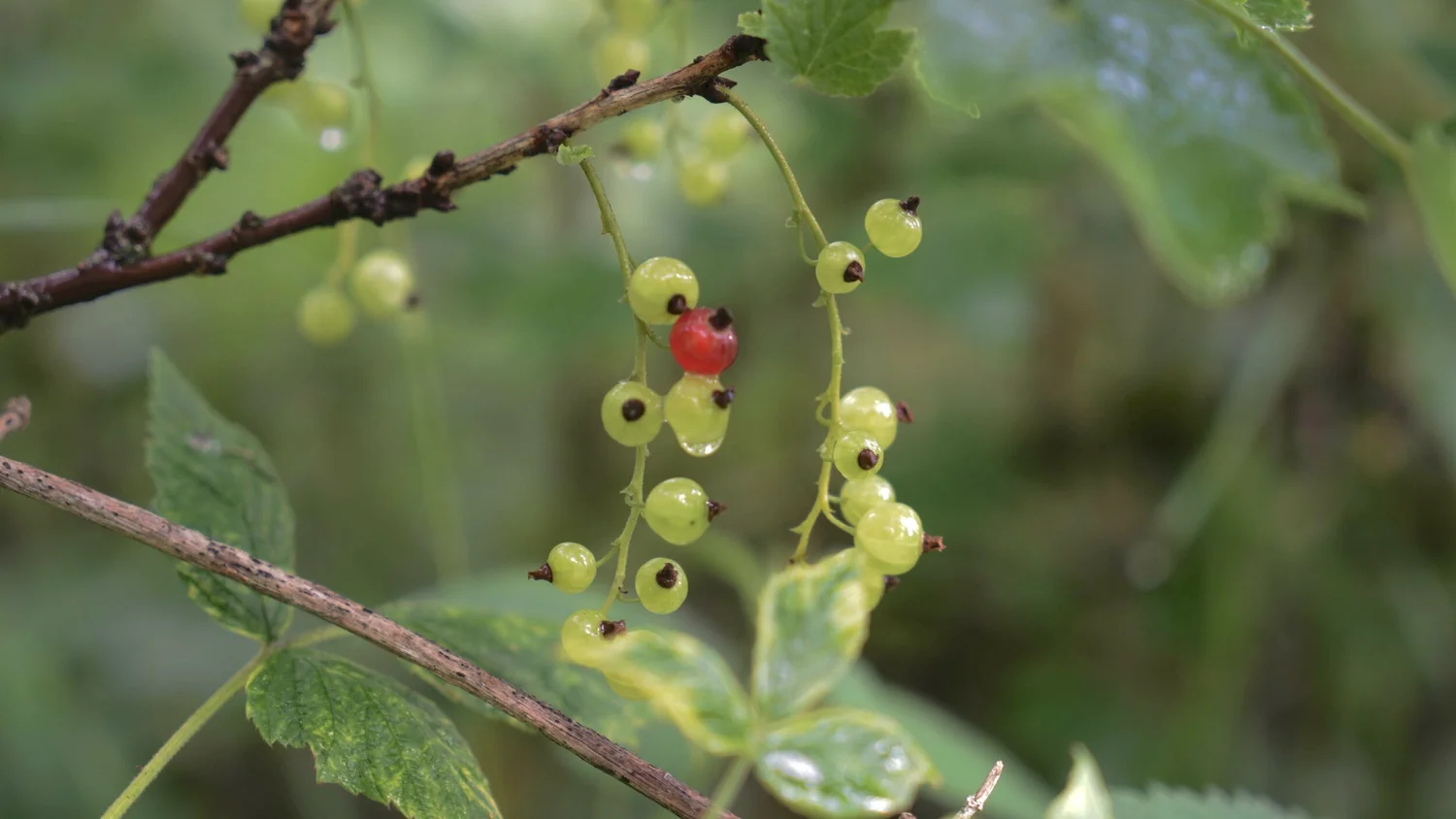 Summer in Sweden: Where the Wild Berries Grow — Whetstone Magazine