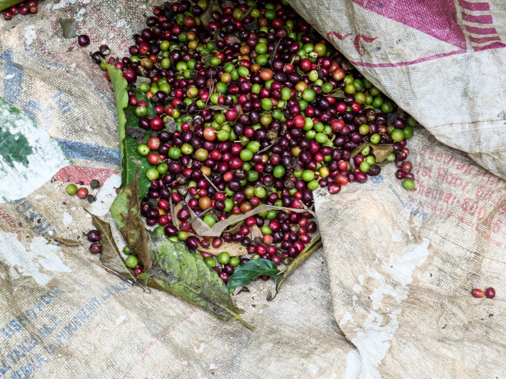 Making Coffee in Coorg — Whetstone Magazine