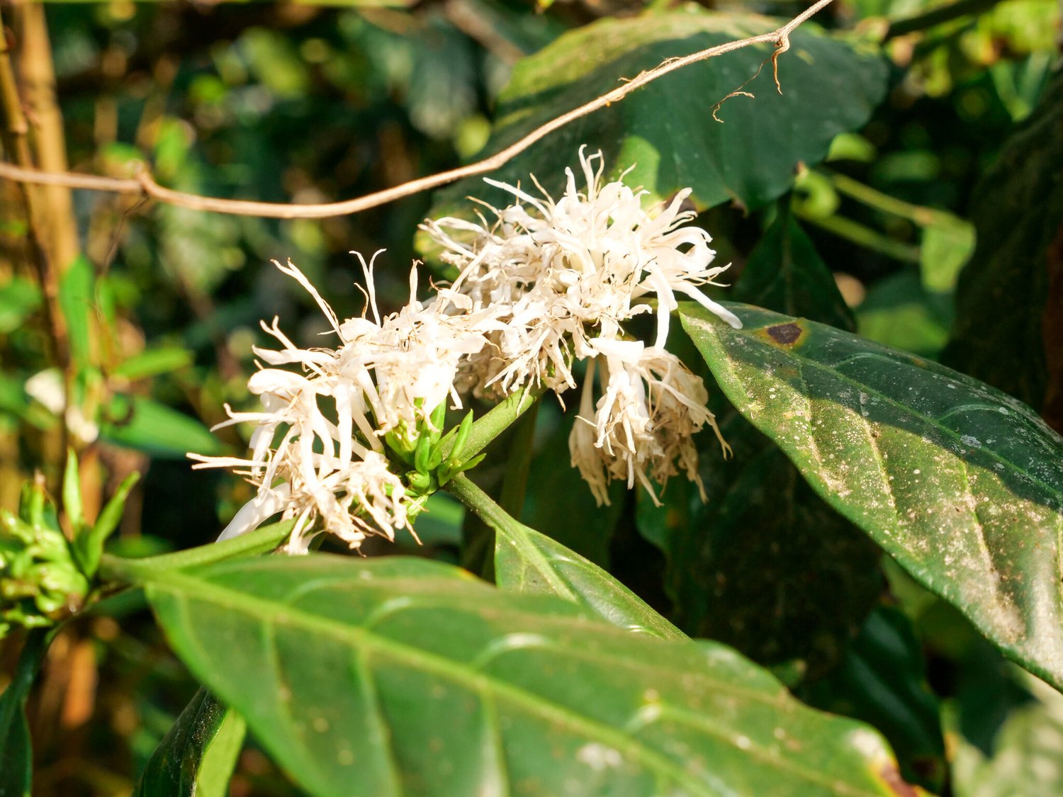 Making Coffee in Coorg — Whetstone Magazine