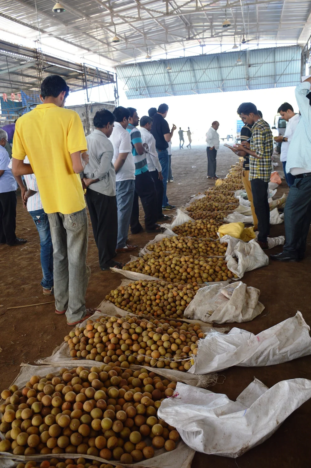 In India, the Chikoo Fruit Spreads its Sweet Legacy — Whetstone Magazine