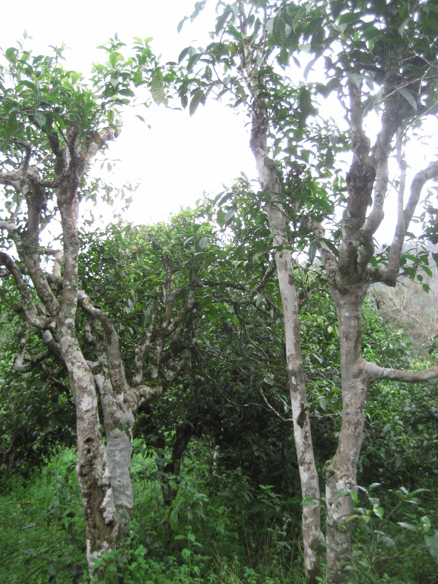 It’s Time to Decolonize Tea — Whetstone Magazine