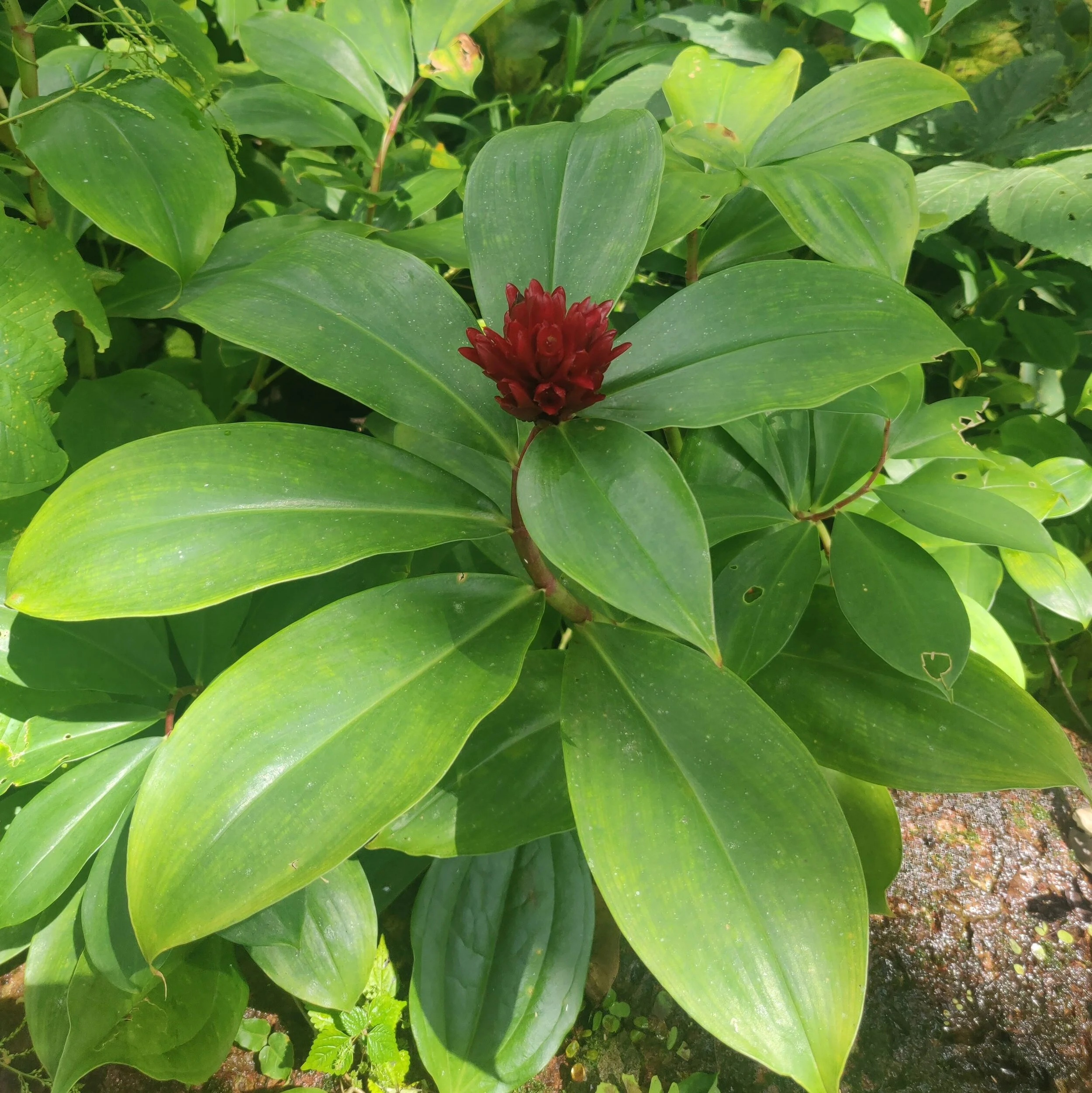 For Good Health, Look No Further Than The Goan Garden — Whetstone Magazine