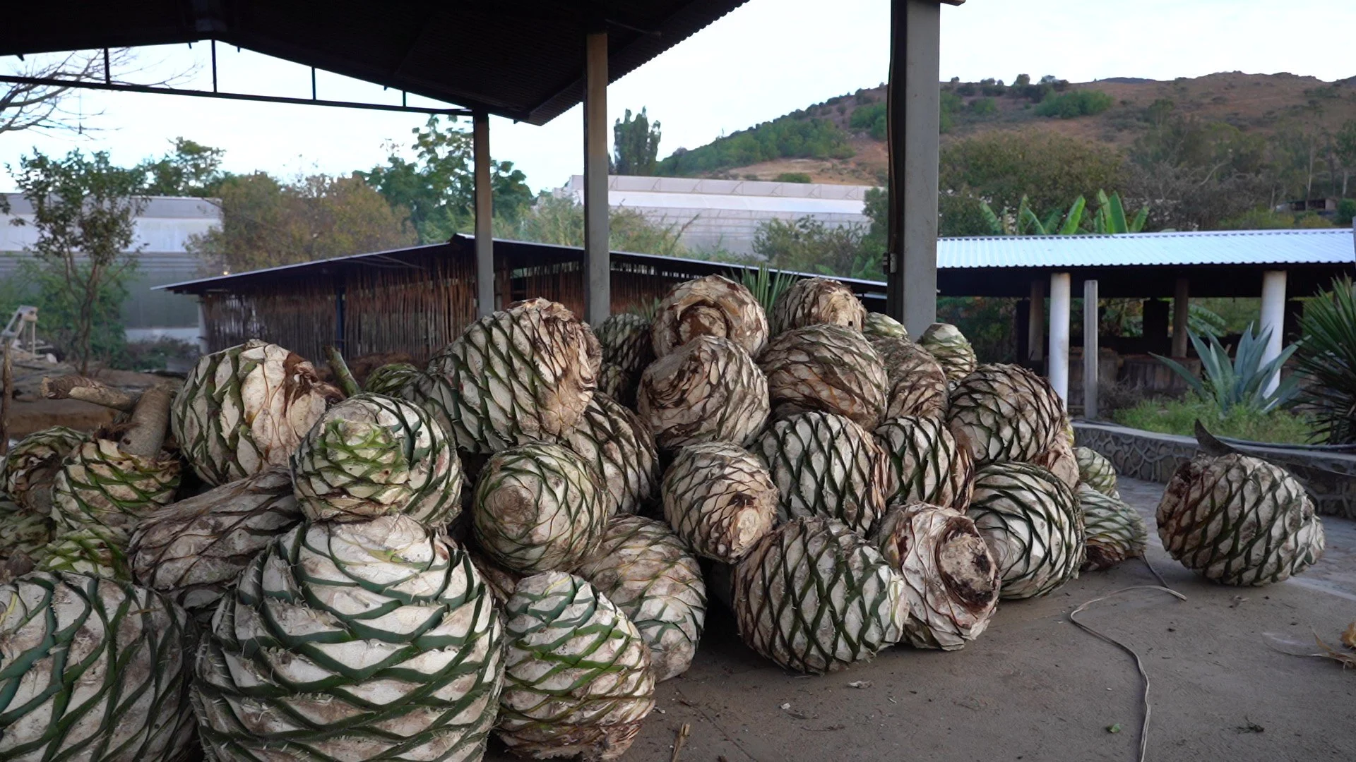 The Nectar Corridor — Whetstone Magazine