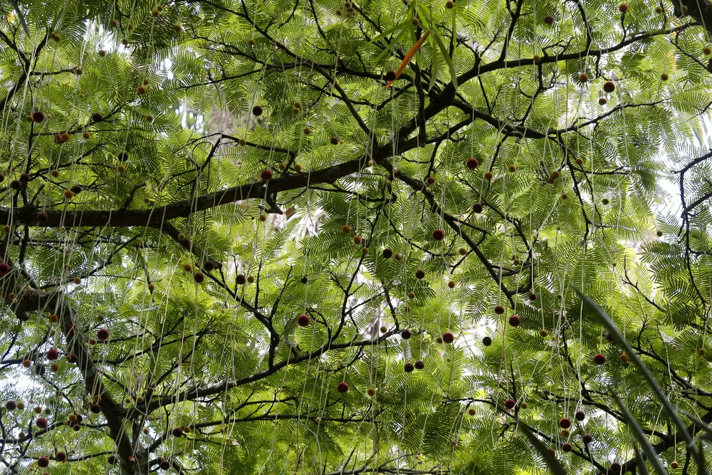 For Umami and Tradition, Dawadawa — Whetstone Magazine