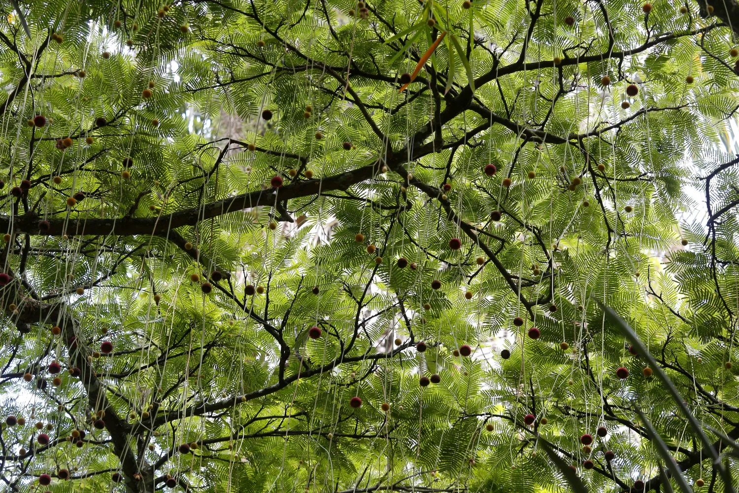 For Umami and Tradition, Dawadawa — Whetstone Magazine