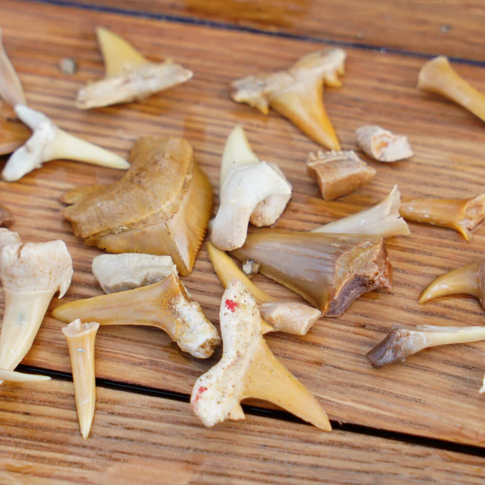 Shark Tooth Experience in Hilton Head