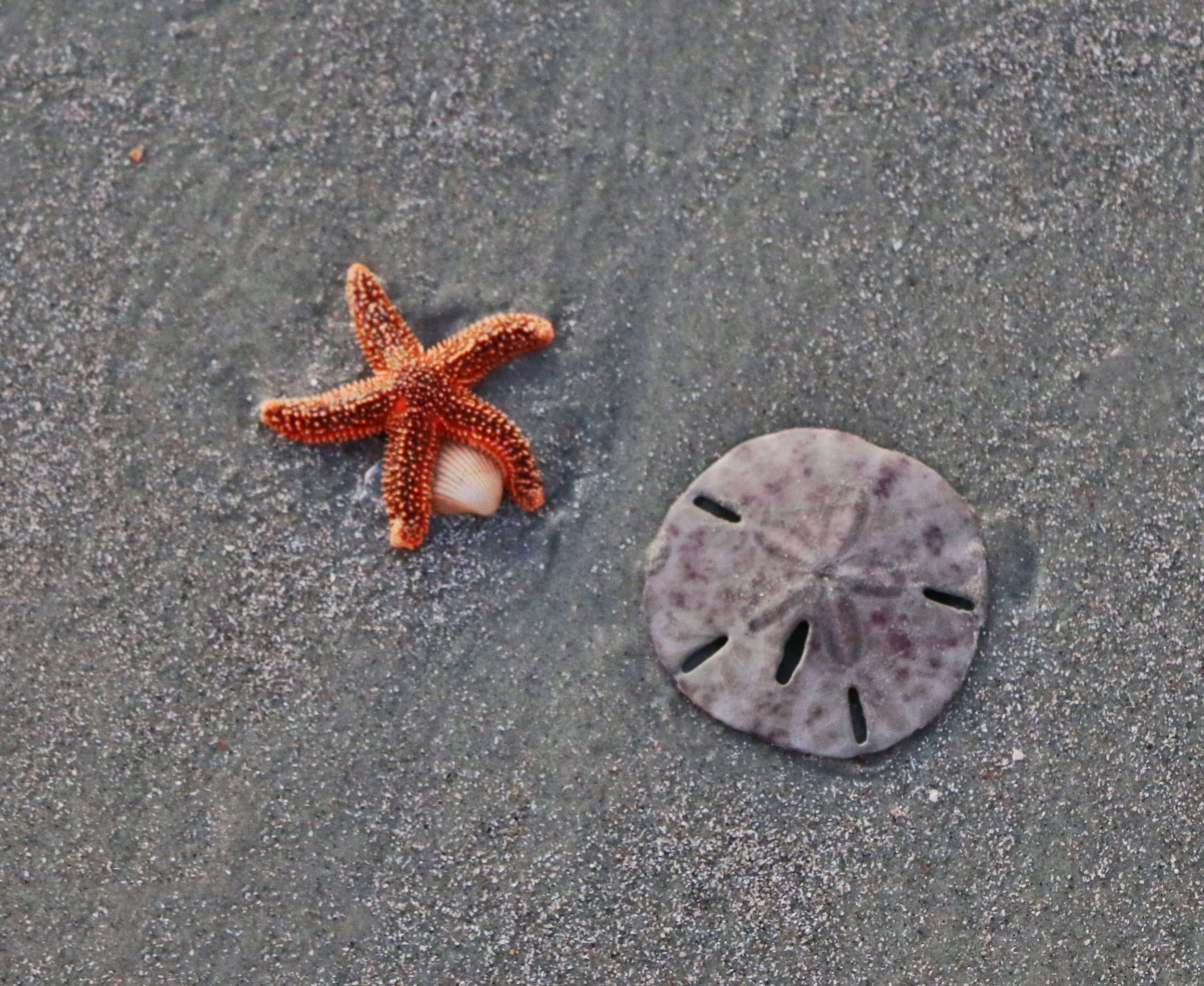 Sand Dollar and Starfish Educational Resources