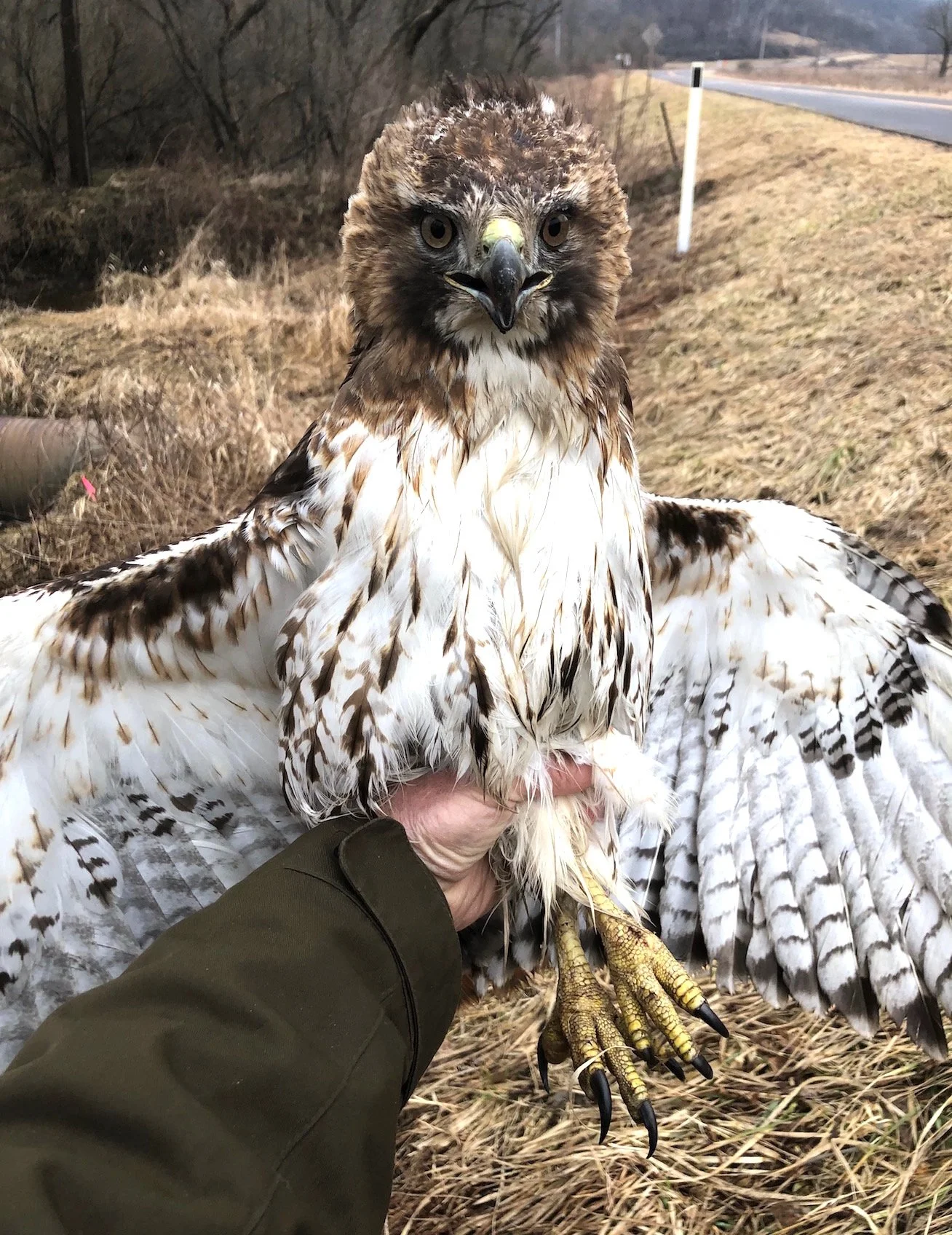 66 ~ Grounded — A Bird in the Bush